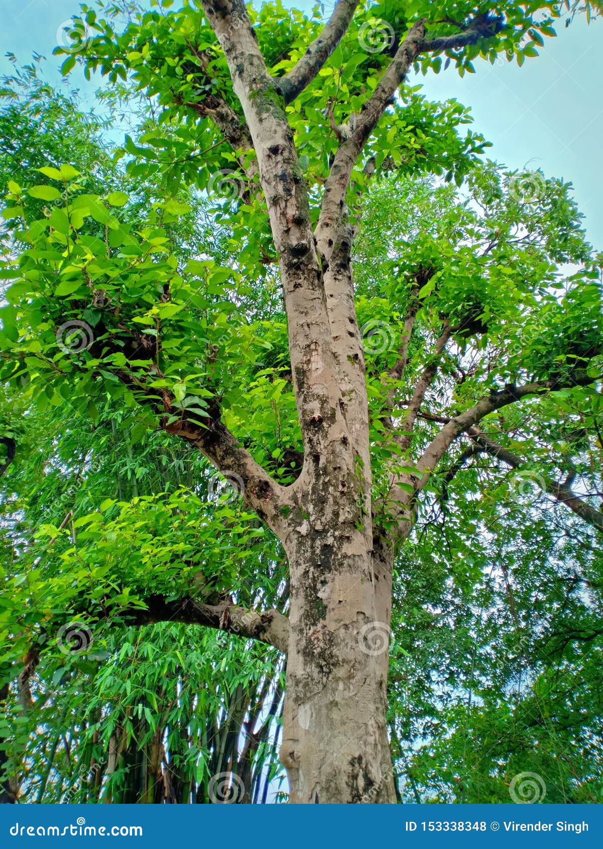 Tree after rain stock photo. Image of rain, green, beautiful - 153338348