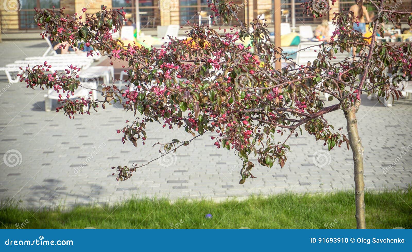 Beautiful Green Tree with Red Flowers on a Background of the River and ...