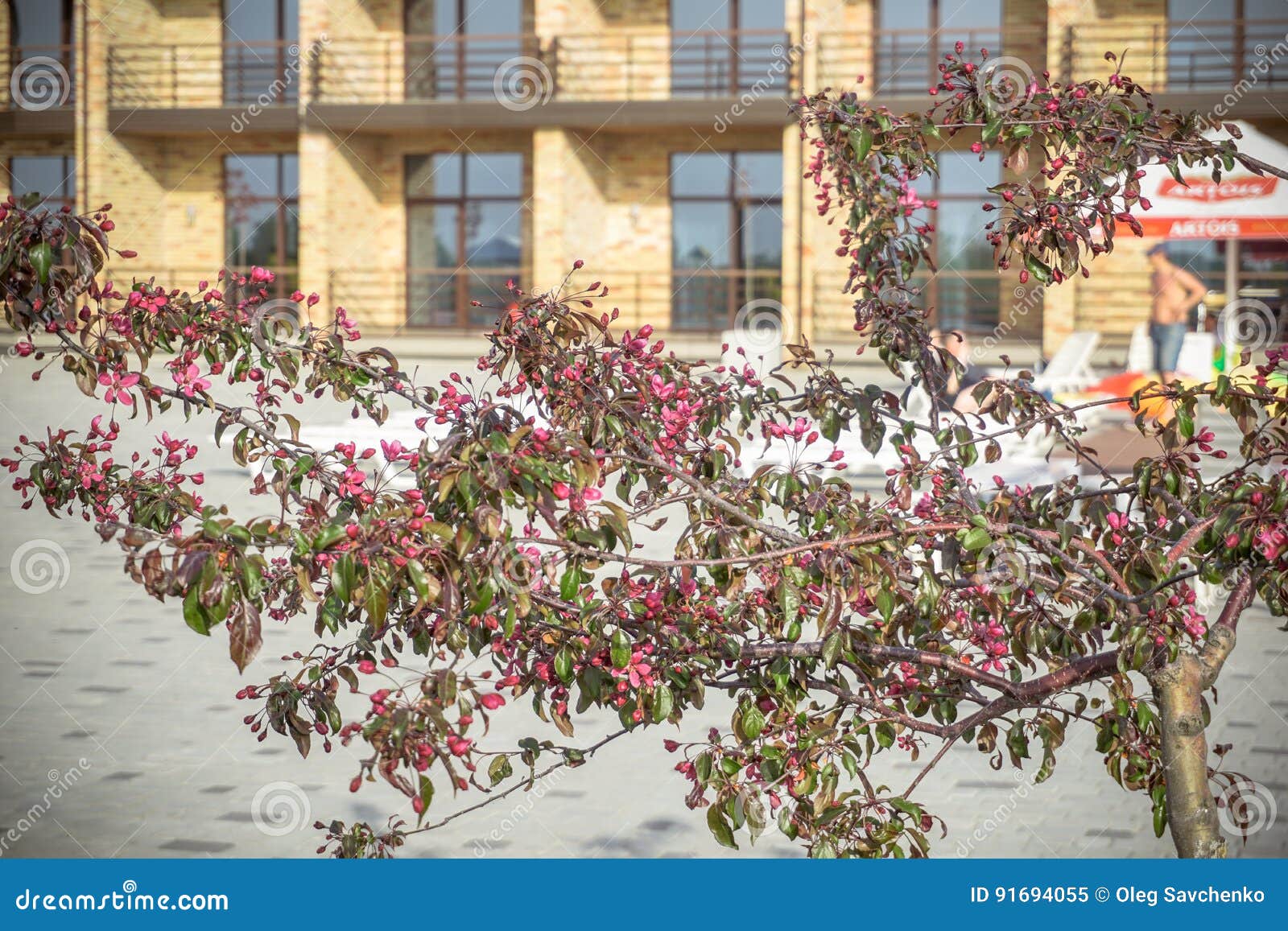 Beautiful Green Tree with Red Flowers on a Background of the River and ...