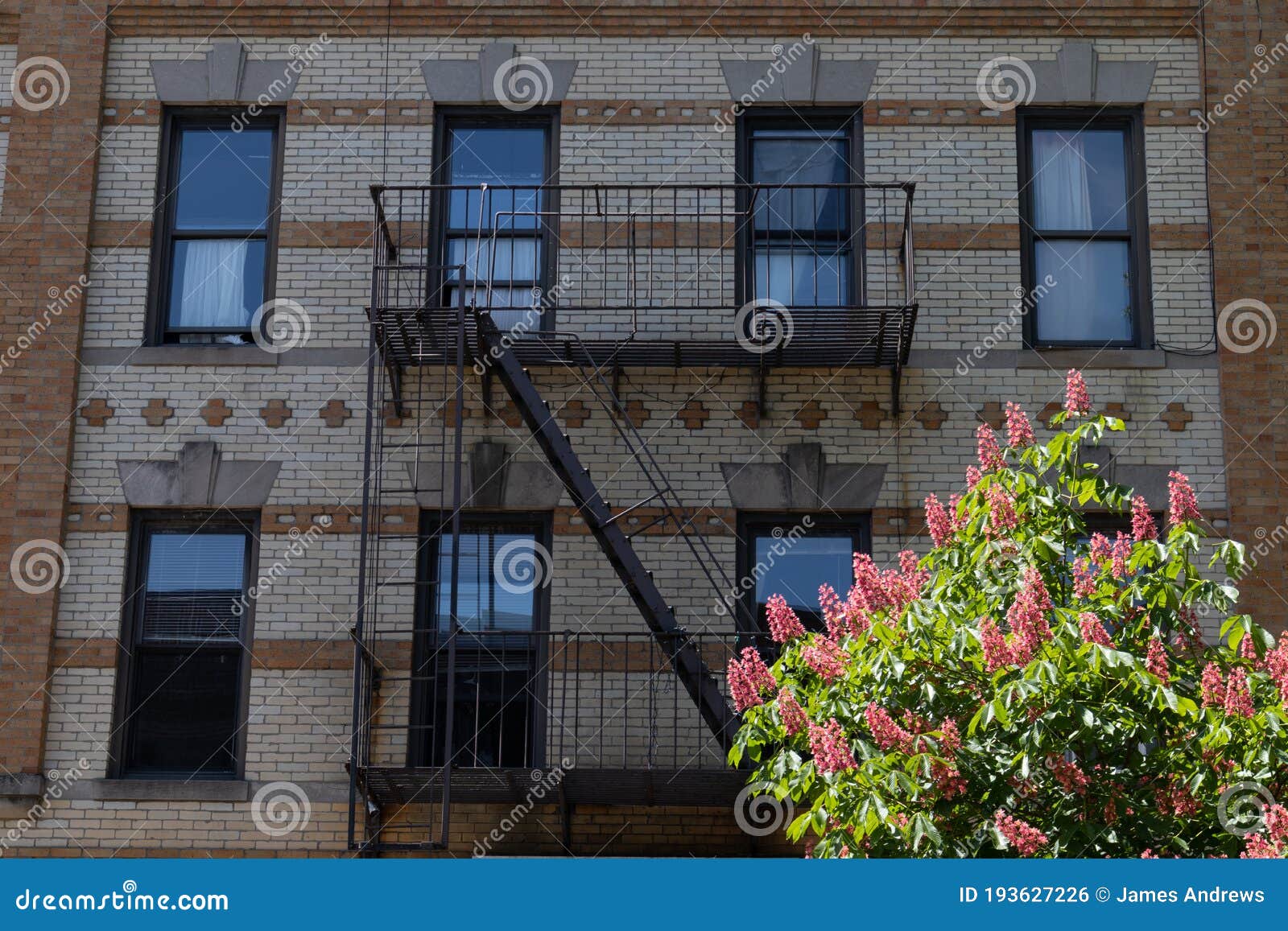 Beautiful Green Tree in Front of an Old Brick Apartment Building with a ...