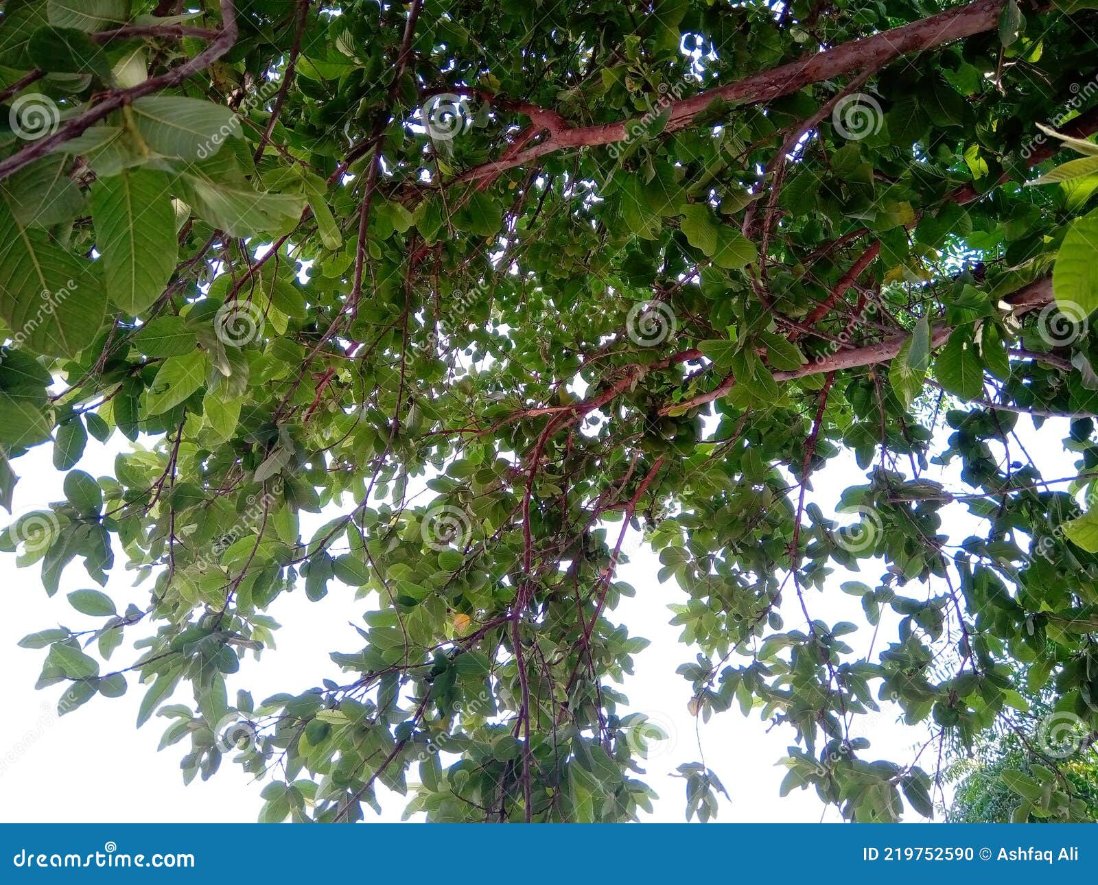 Beautiful Green Tree with Sky Nature View Stock Photo - Image of view ...