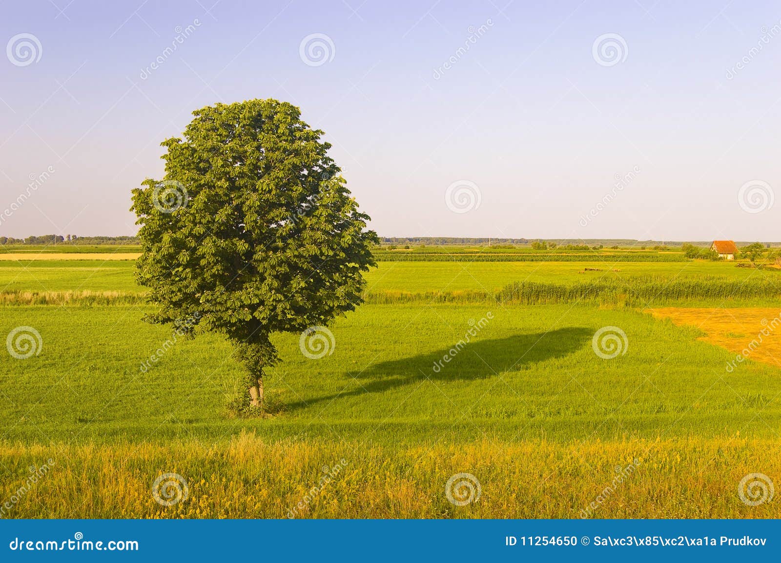 Beautiful Green Tree Stands on the Meadow Stock Photo - Image of open ...