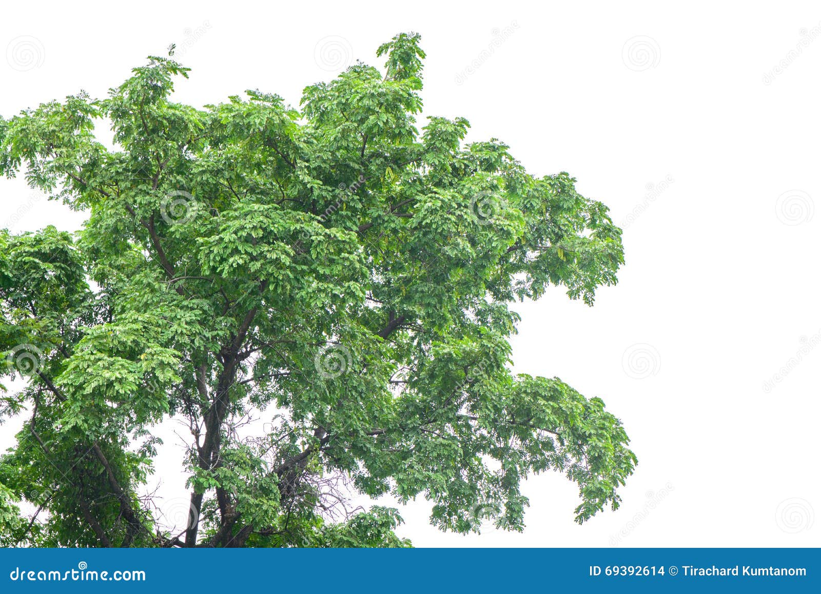Beautiful Green Tree on a White Background. Stock Photo - Image of ...
