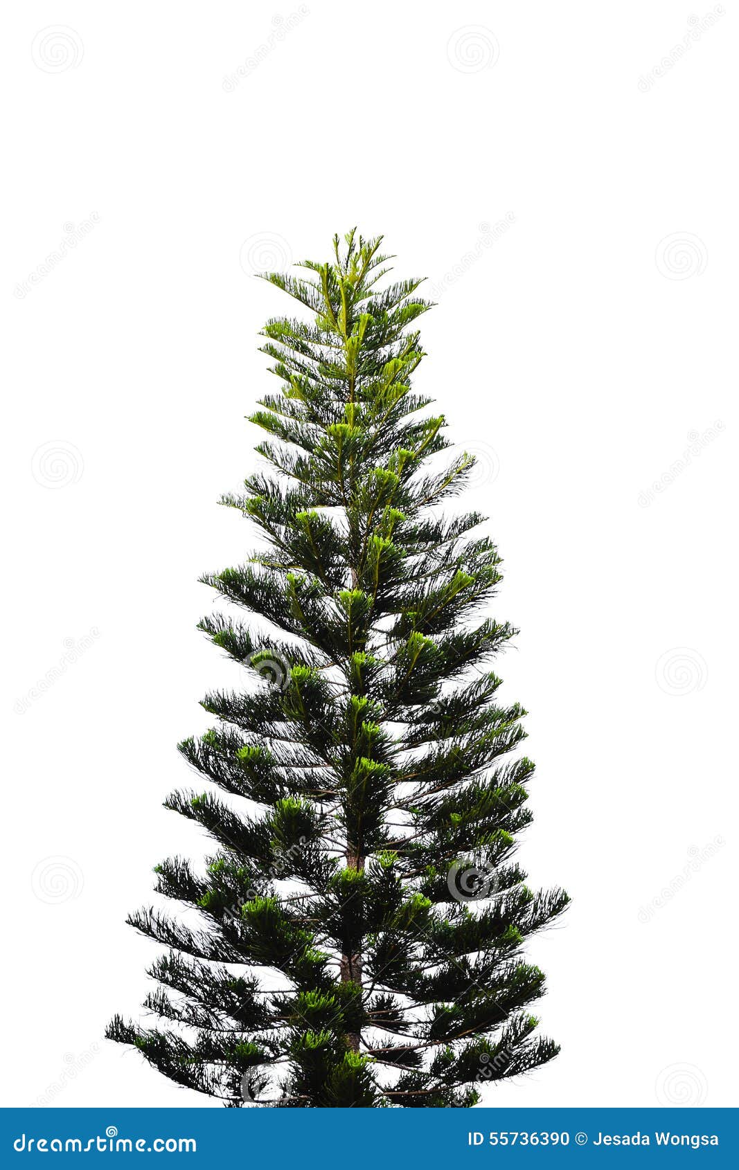 Beautiful Green Tree on a White Background on High Definition Stock ...