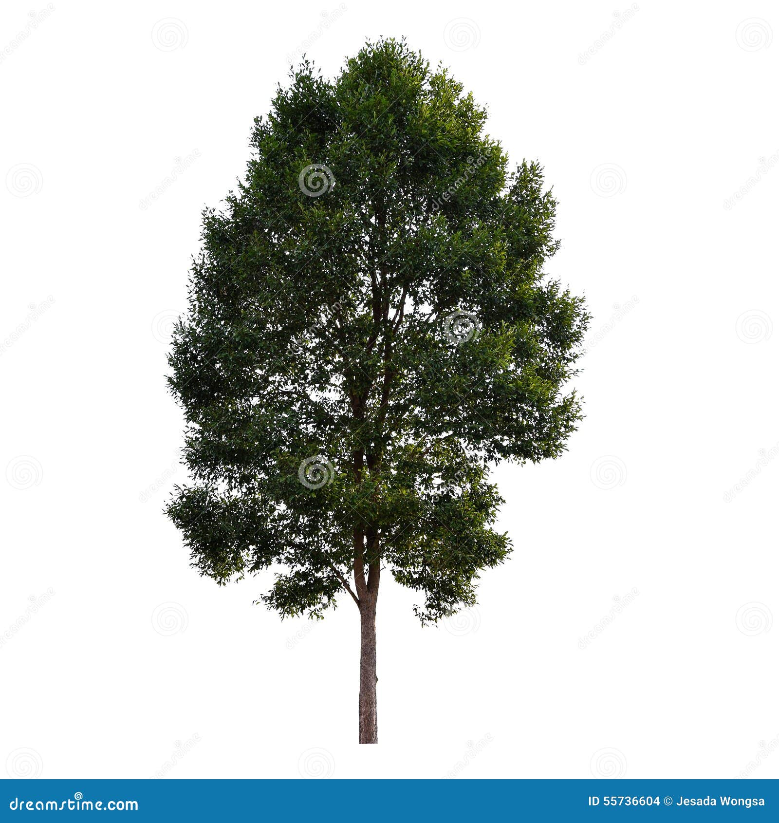 Beautiful Green Tree on a White Background on High Definition Stock ...