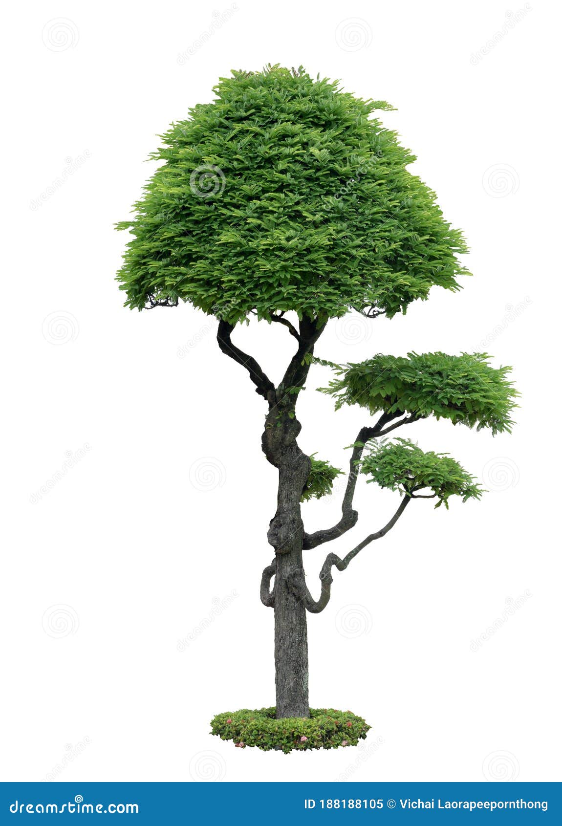 Beautiful Green Tree on White Background Stock Image - Image of home ...