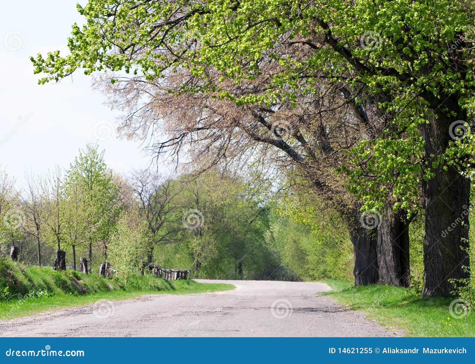 Beautiful green trees stock image. Image of grass, green - 14621255