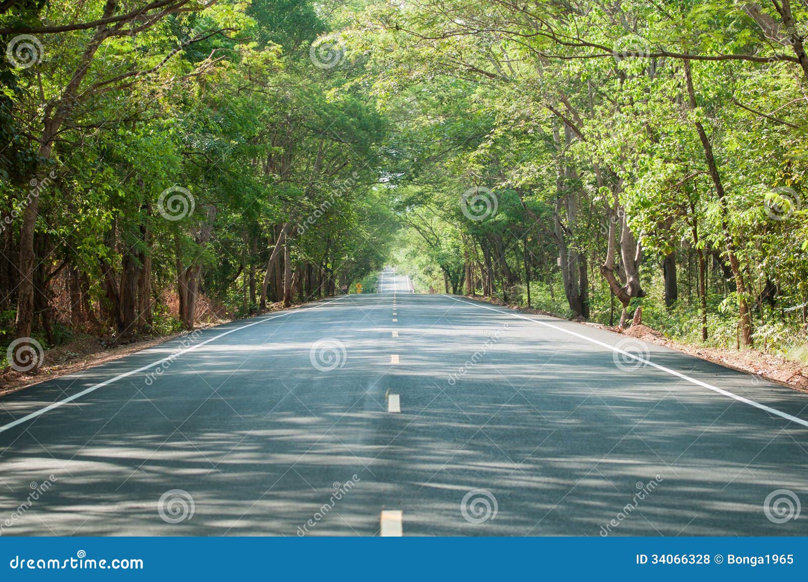 Beautiful Green Trees Along the Road Stock Photo - Image of scene ...