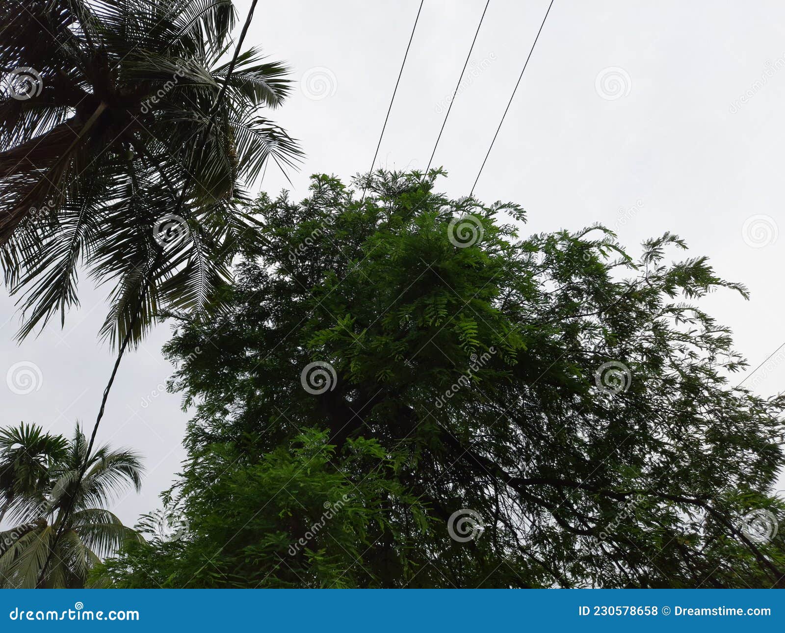 Beautiful Green Trees with a Clean Sky Stock Photo - Image of lean ...