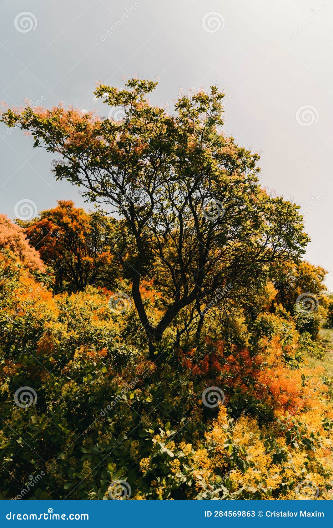 Beautiful Green Trees with Fluffy Pinky Flowers Stock Image - Image of ...