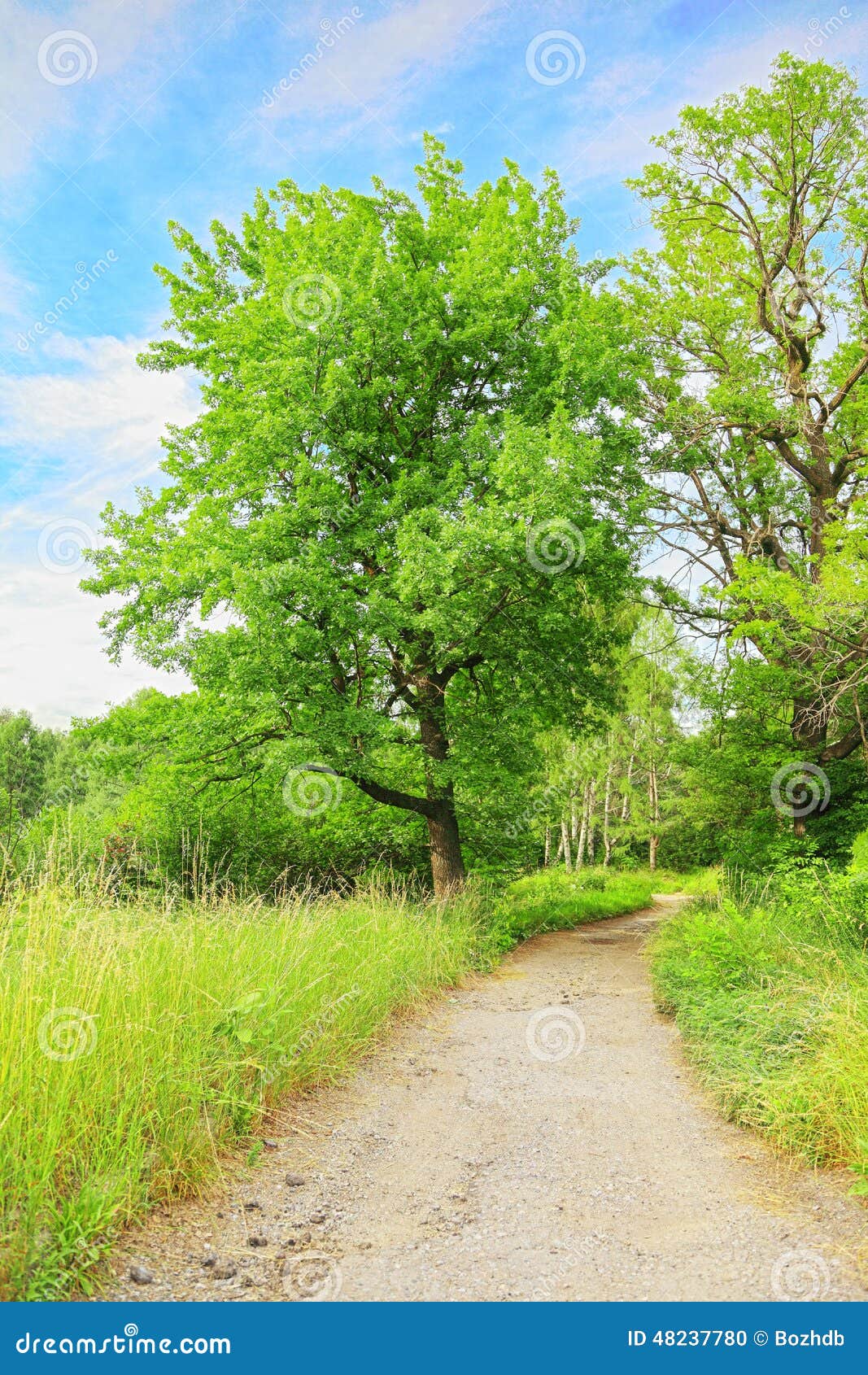 Beautiful Green Trees Landscape Stock Photo - Image of agriculture ...