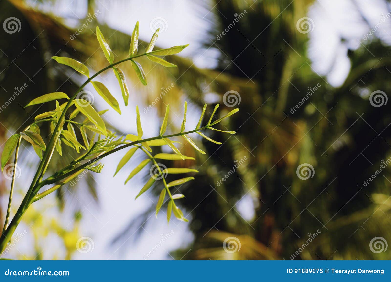 Beautiful Green Treetop in Nature. Stock Image - Image of bright ...