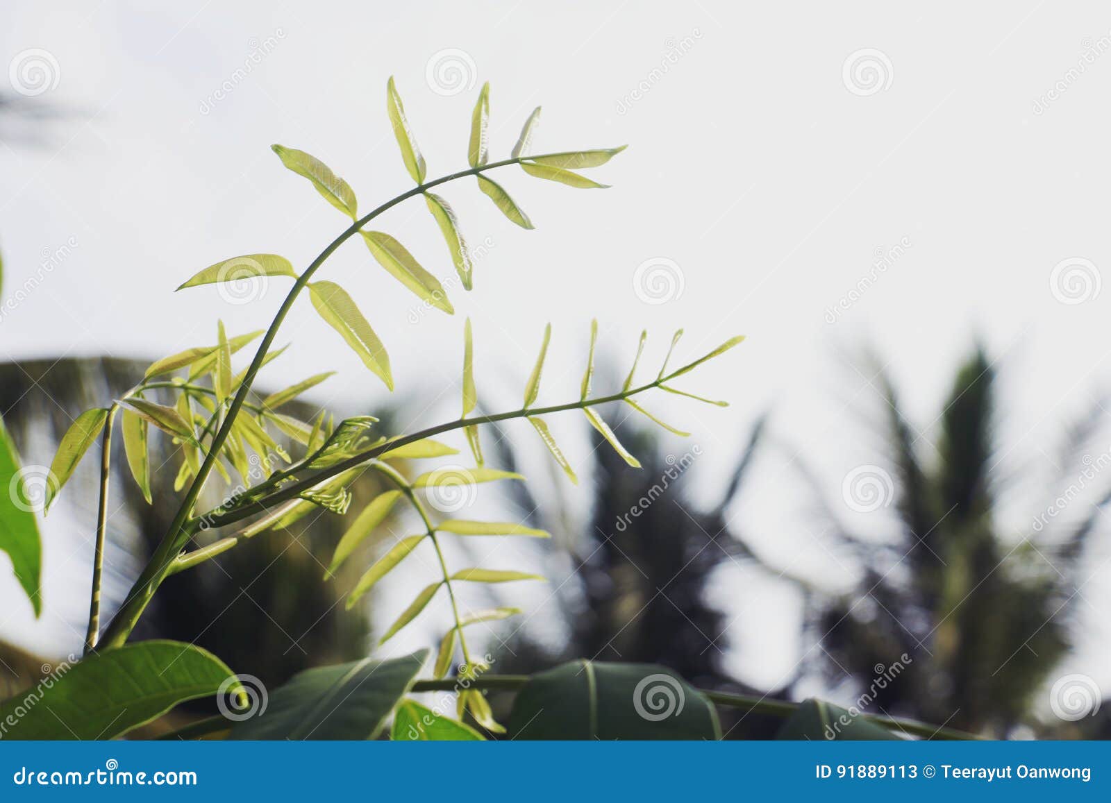 Beautiful Green Treetop in Nature. Stock Image - Image of detail ...