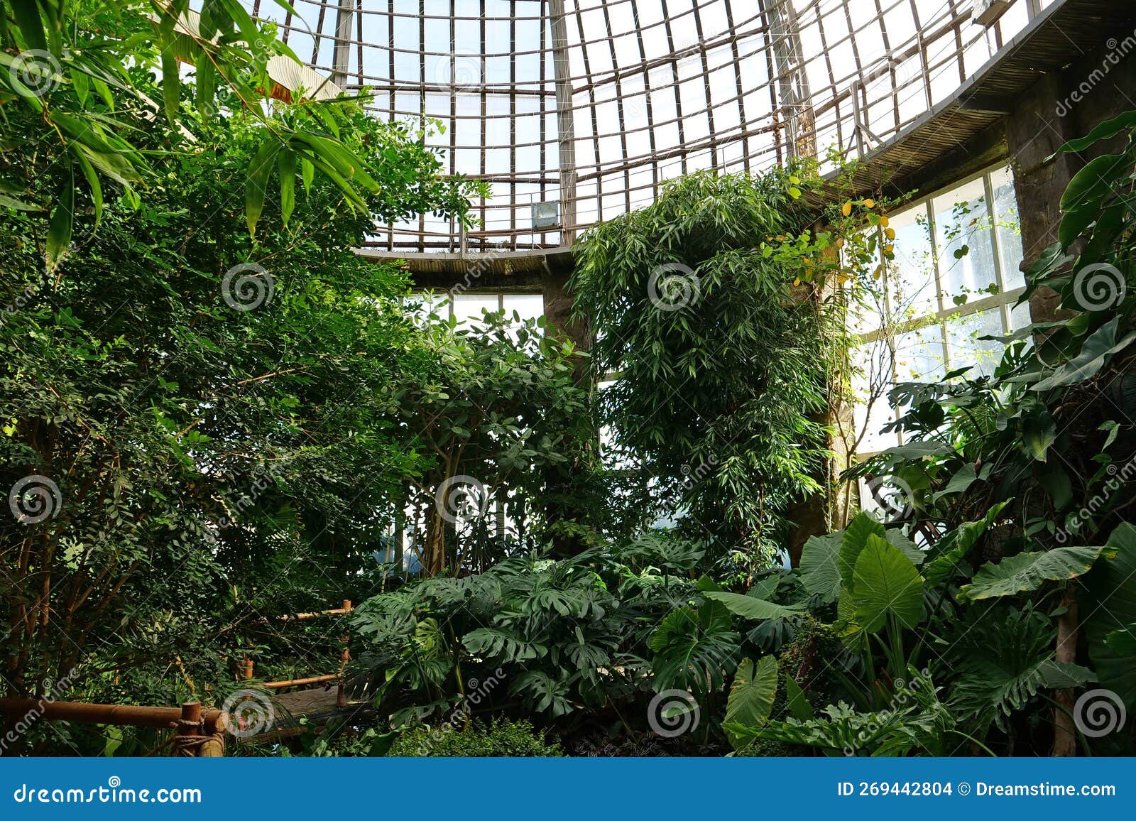Beautiful Green Tropical Plants in Conservatory, Ecological Development ...