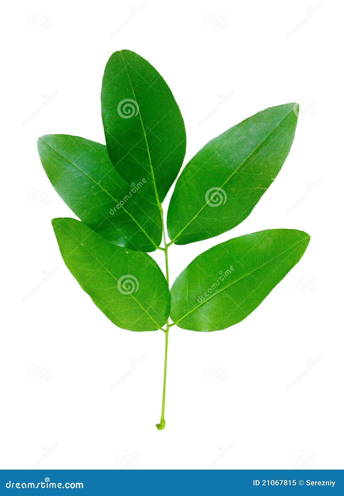 Beautiful green twig stock image. Image of freshness - 21067815