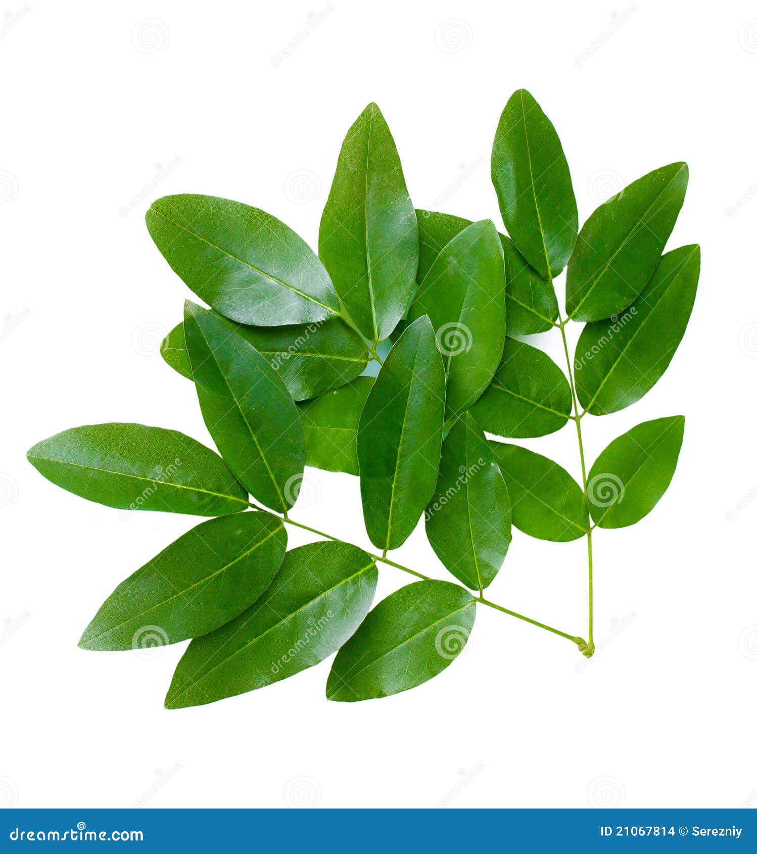 Beautiful green twigs stock photo. Image of frame, forest - 21067814