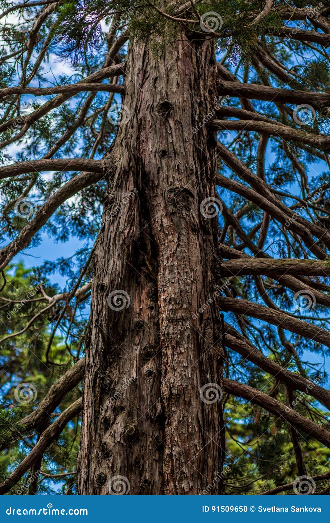 Beautiful Green and Very Old Tall Tree in the Forest Stock Photo ...