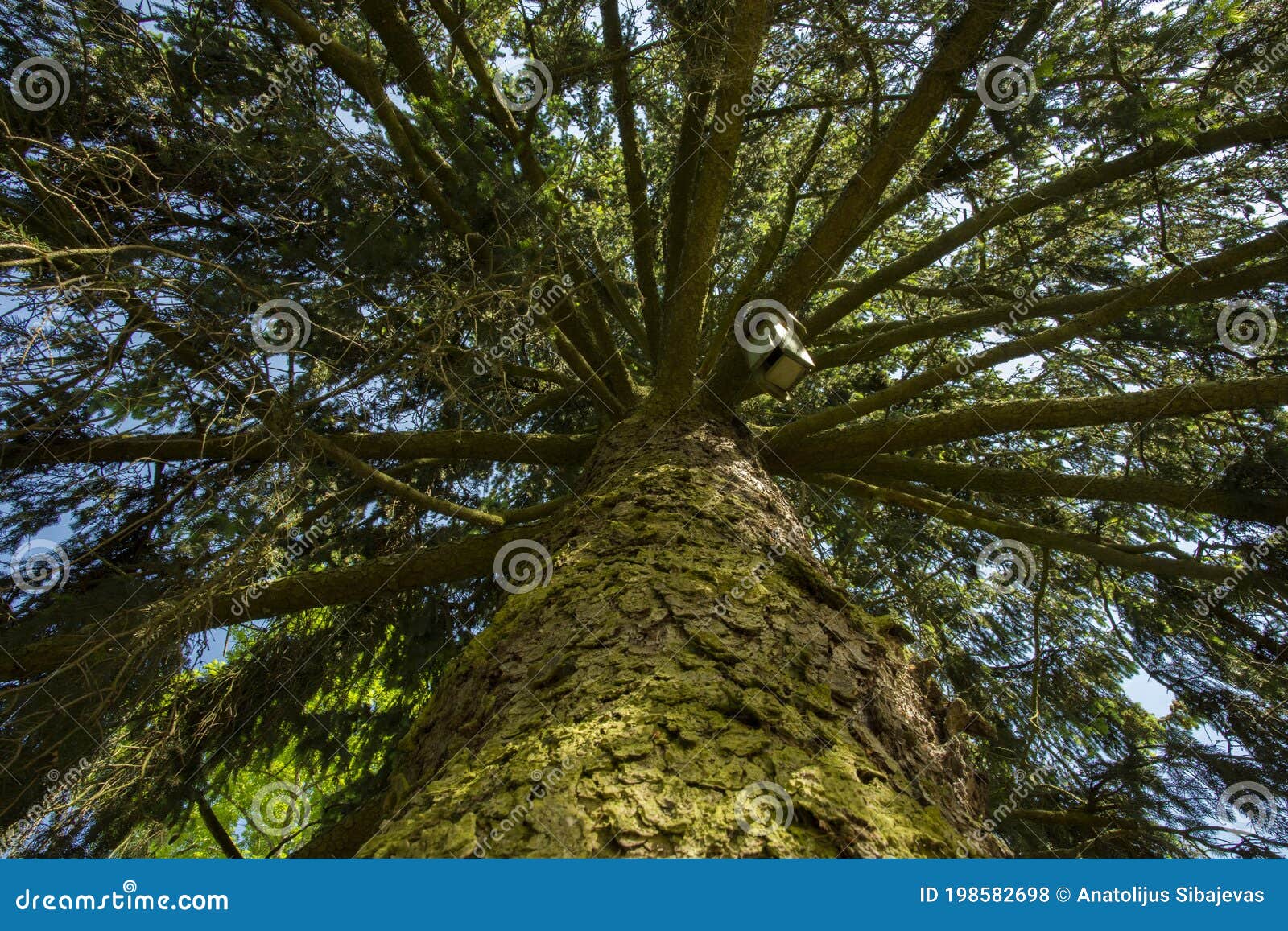 Beautiful Green View Under a Tree Stock Photo - Image of bark, bush ...