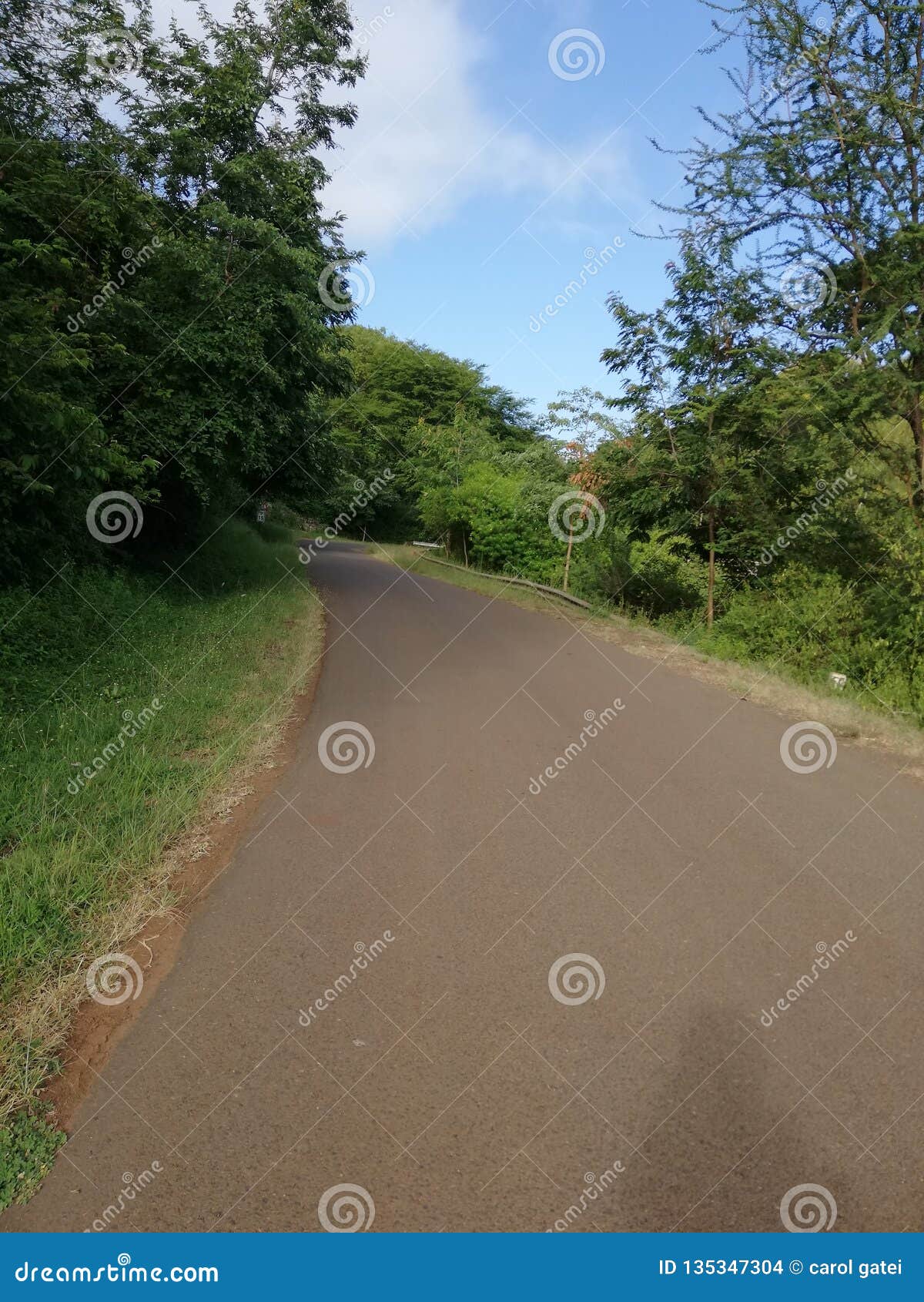 Beautiful Green way stock photo. Image of walk, green - 135347304