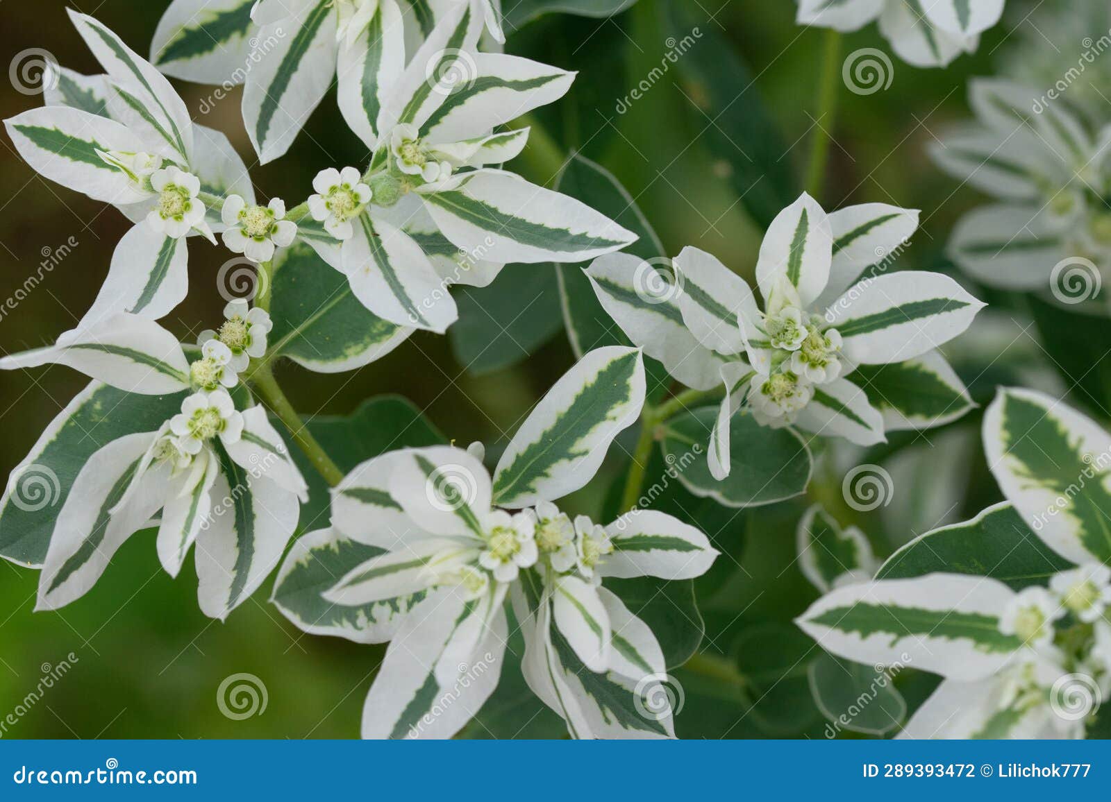 Beautiful Green and White Plant, Blooming, Beauty in Nature Stock Photo ...