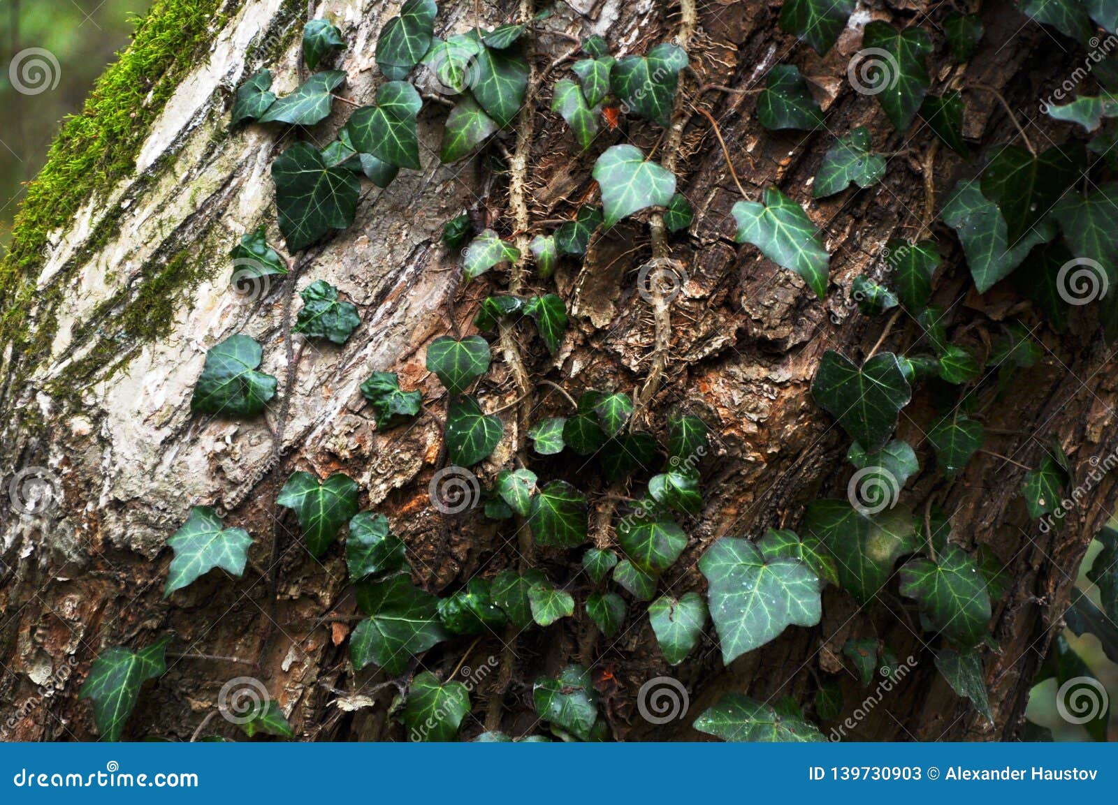 Beautiful, Green Wild Ivy on Tree Bark in the Forest Stock Image ...