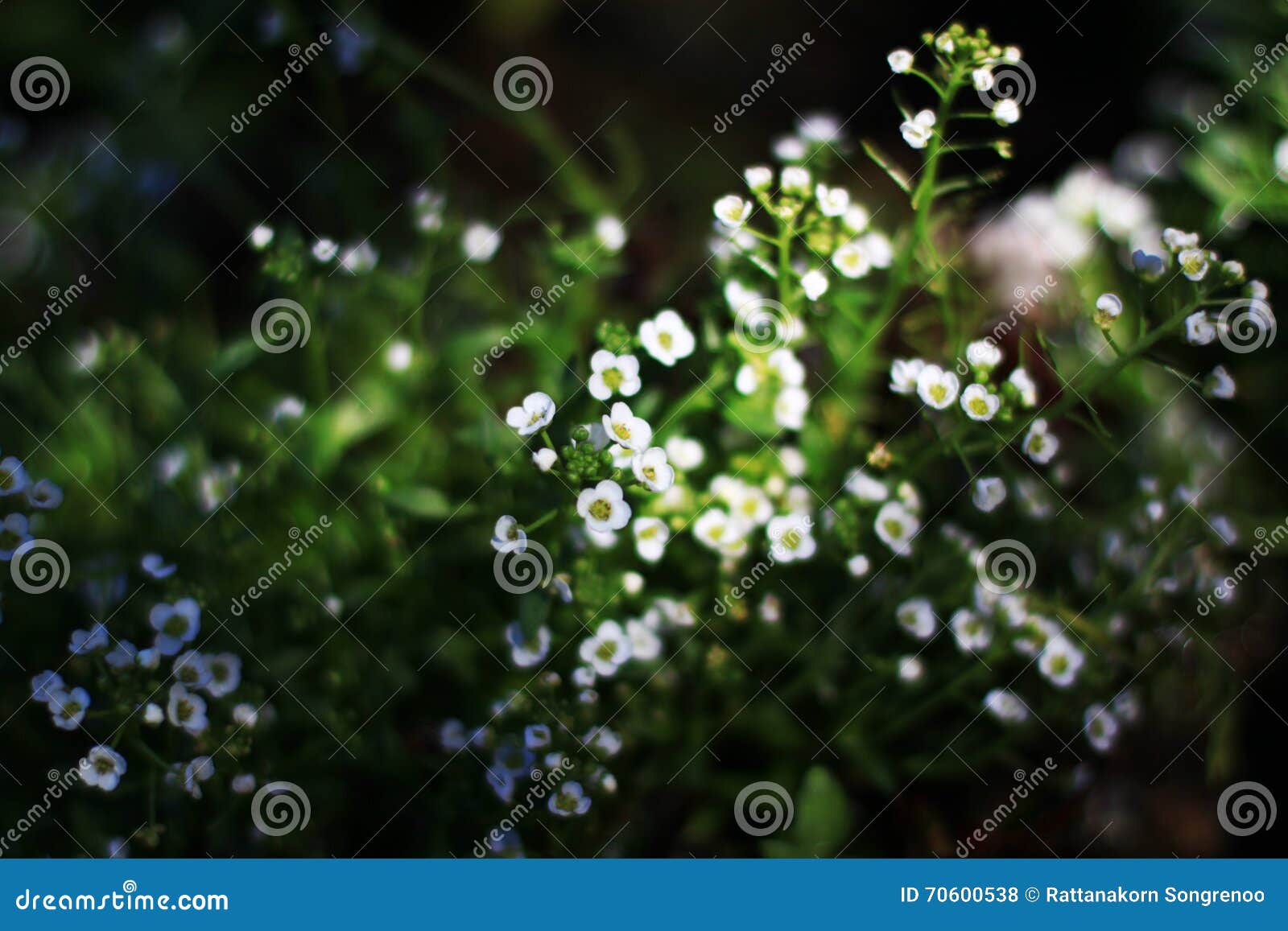 Beautiful Green Wildflowers Stock Photo - Image of petal, nature: 70600538
