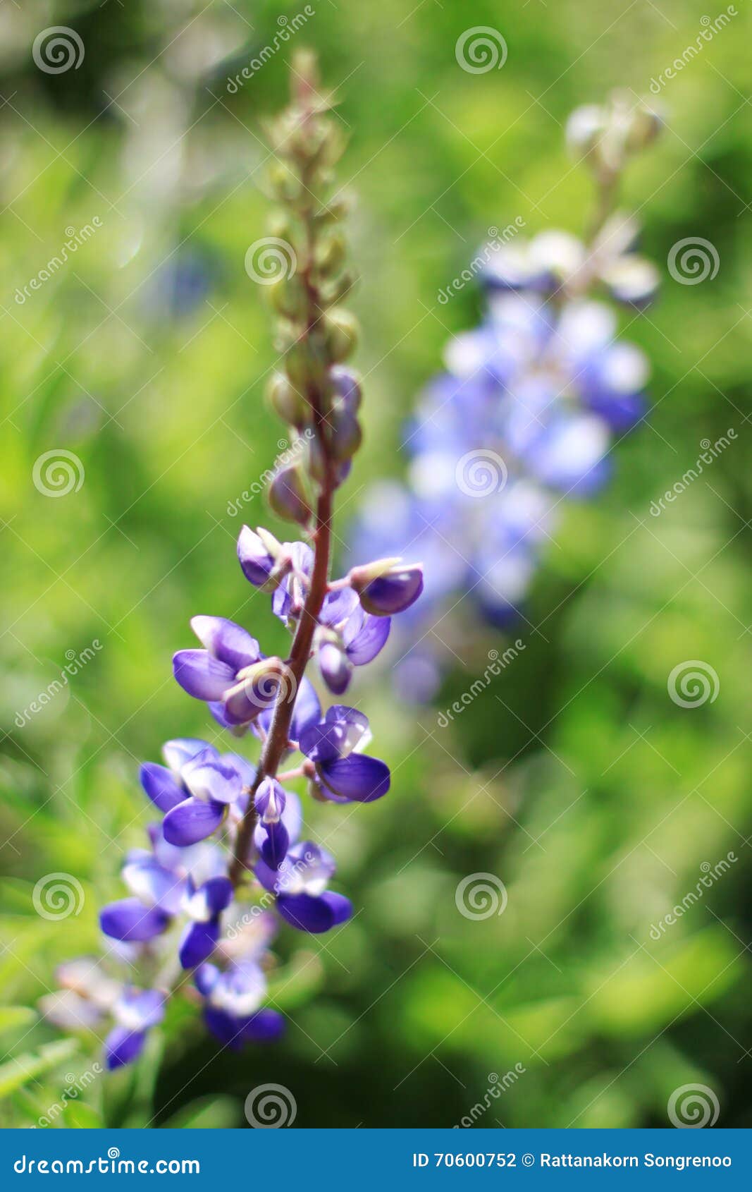 Beautiful Green Wildflowers Stock Photo - Image of flowers, wildflower ...