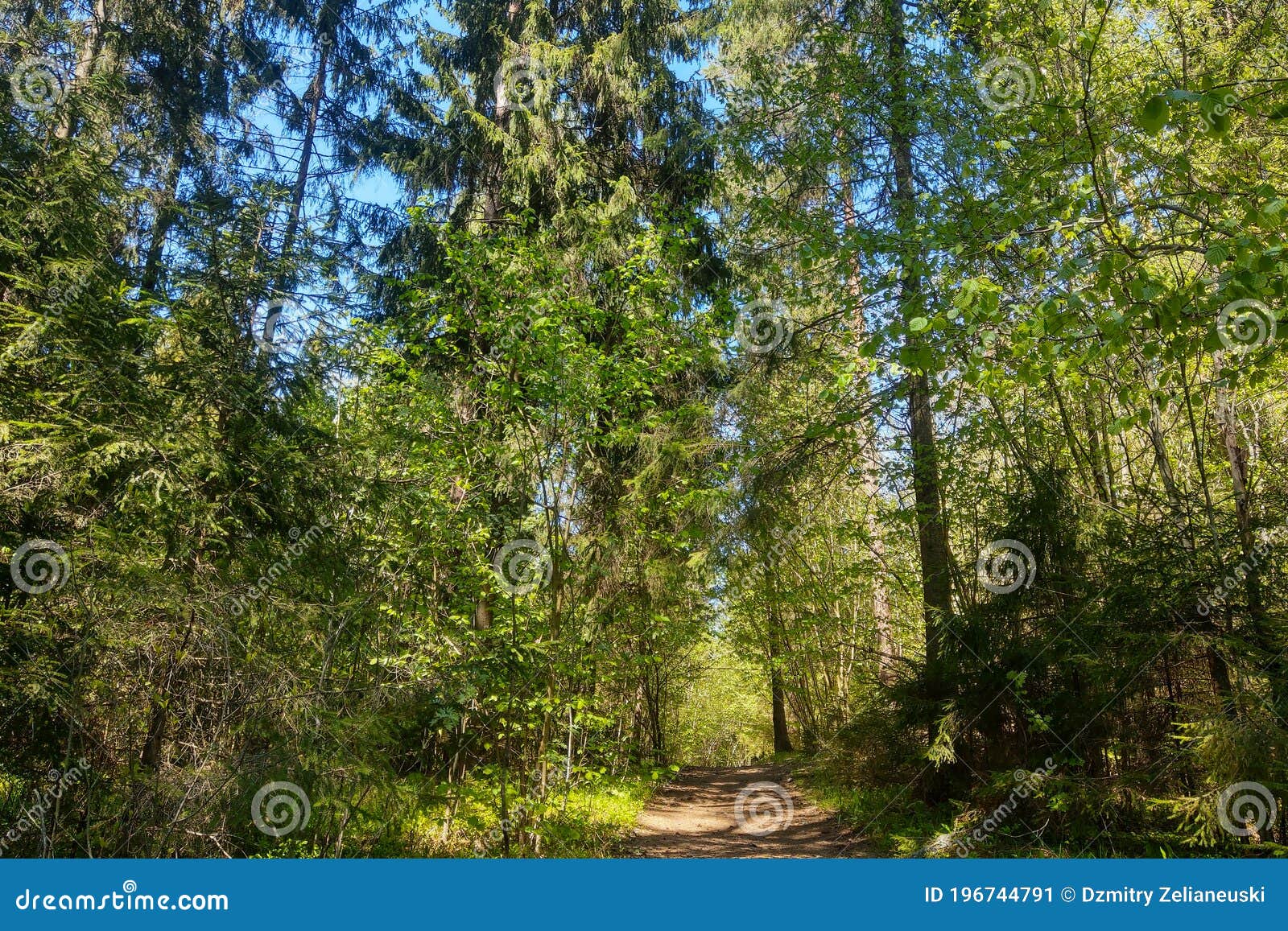 Beautiful Green Young Forest with Clean Air Stock Image - Image of blue ...