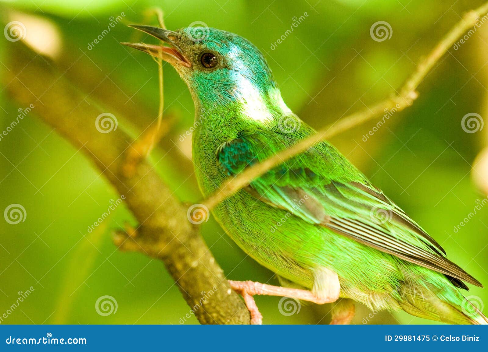 Beautiful Green bird stock image. Image of birdlife, people - 29881475