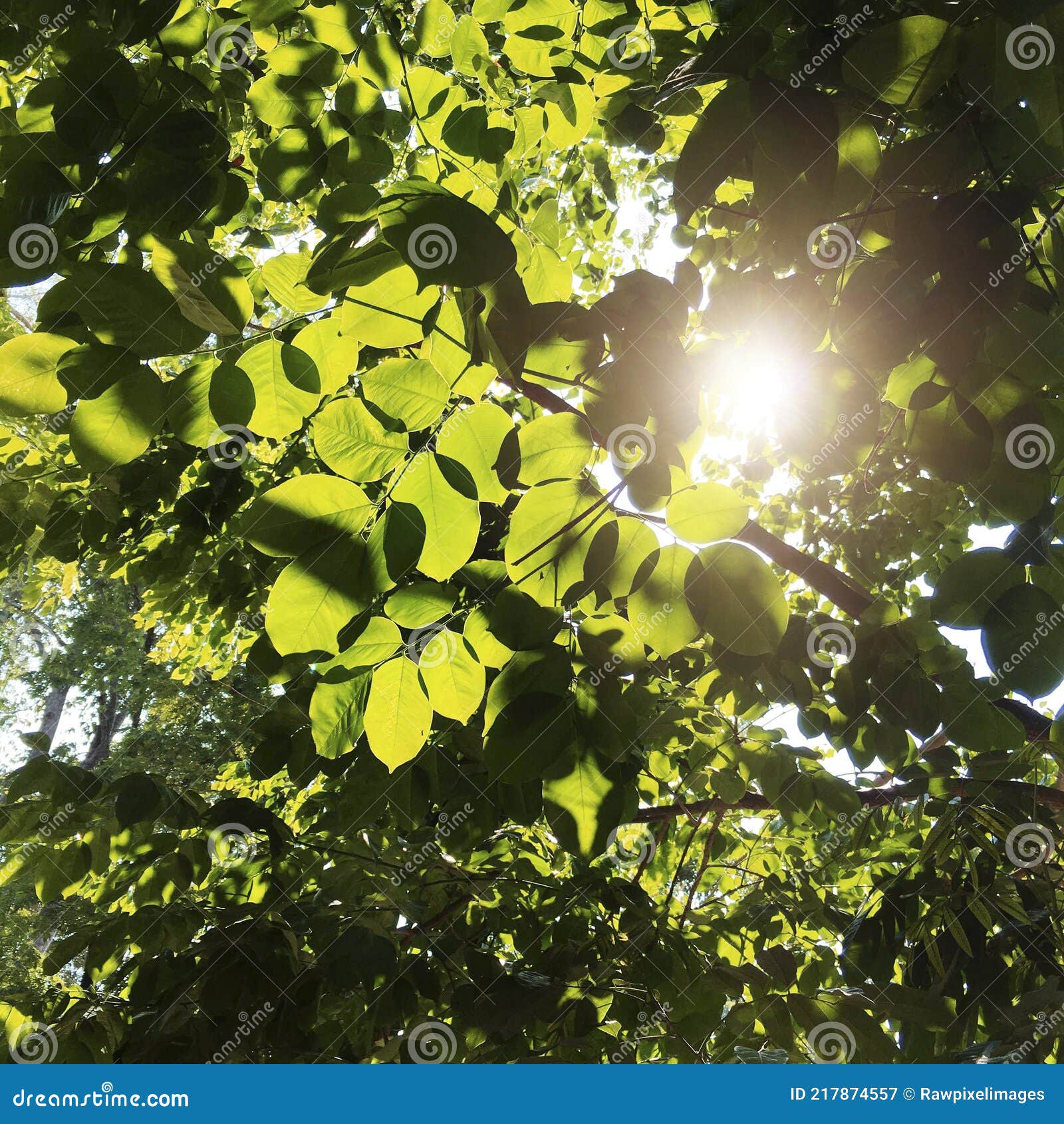 Beautiful greenery stock image. Image of countryside - 217874557