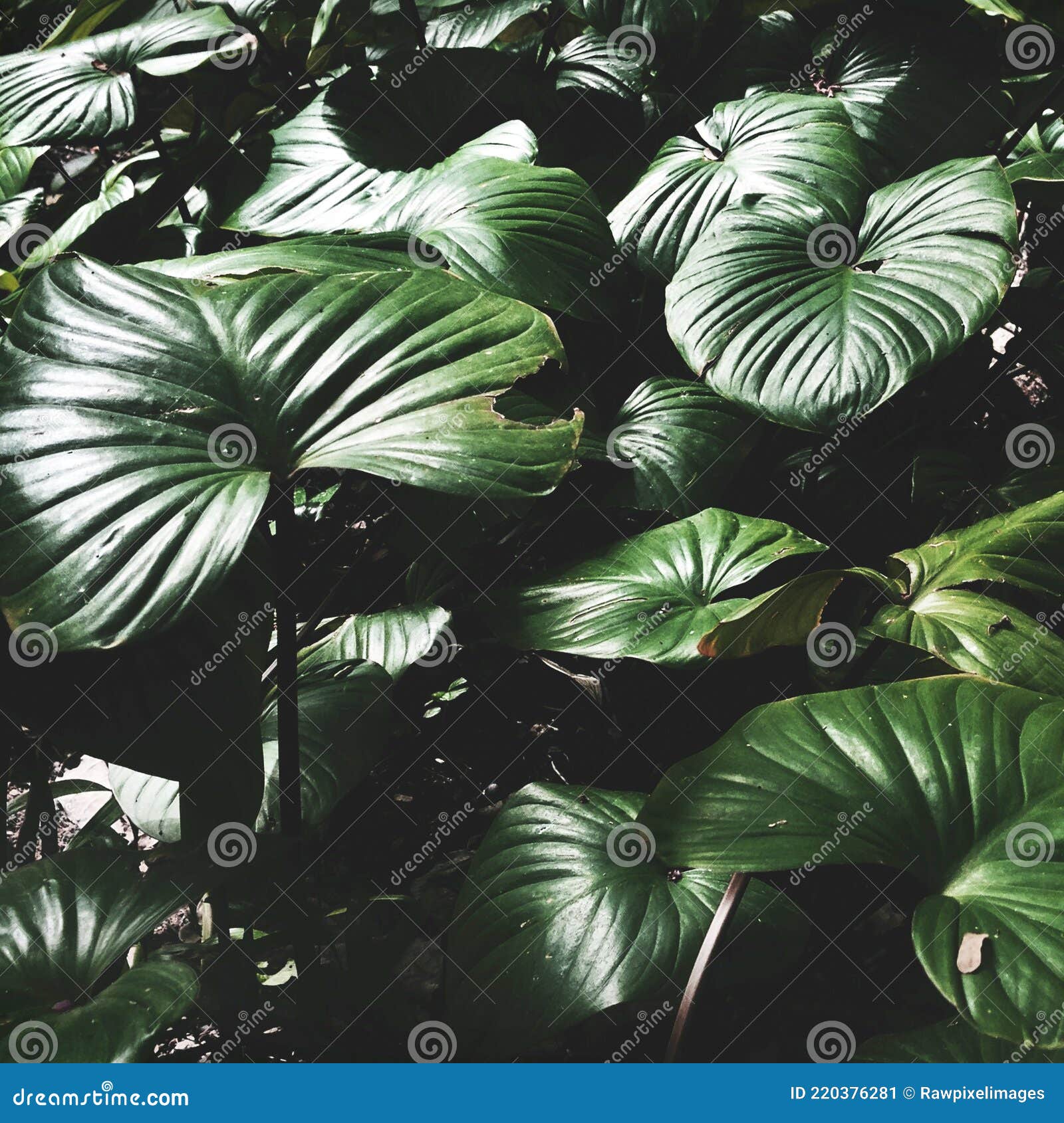 Beautiful greenery stock image. Image of garden, green - 220376281