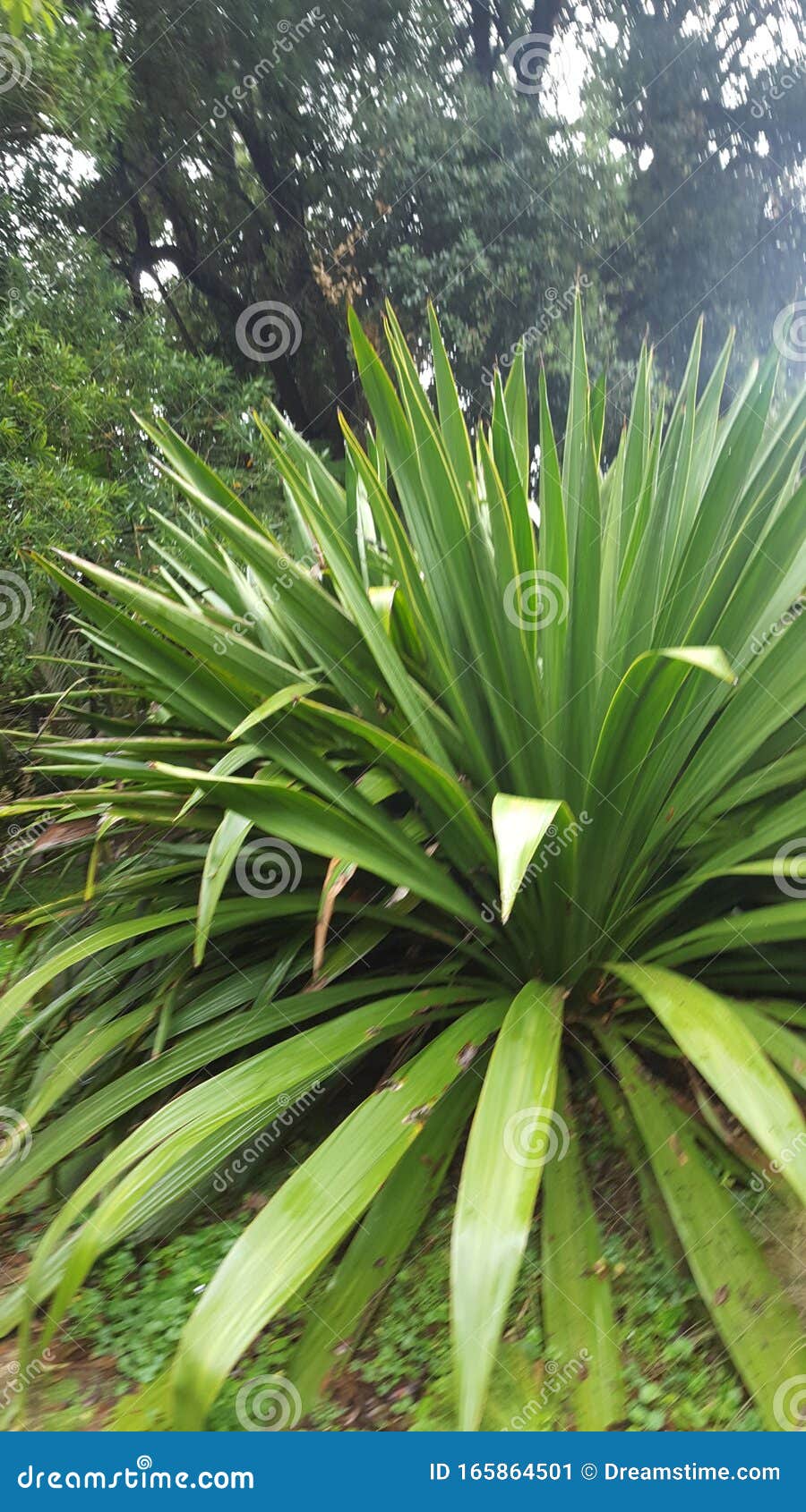 Beautiful Greenery at the Botanical Garden Stock Image - Image of ...