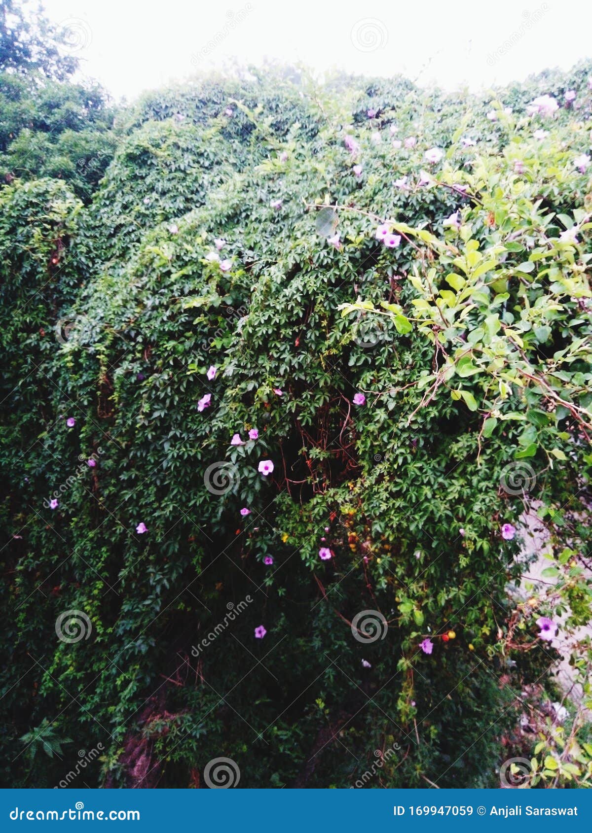 Beautiful Greenery with Flowers Stock Image - Image of botany, flower ...