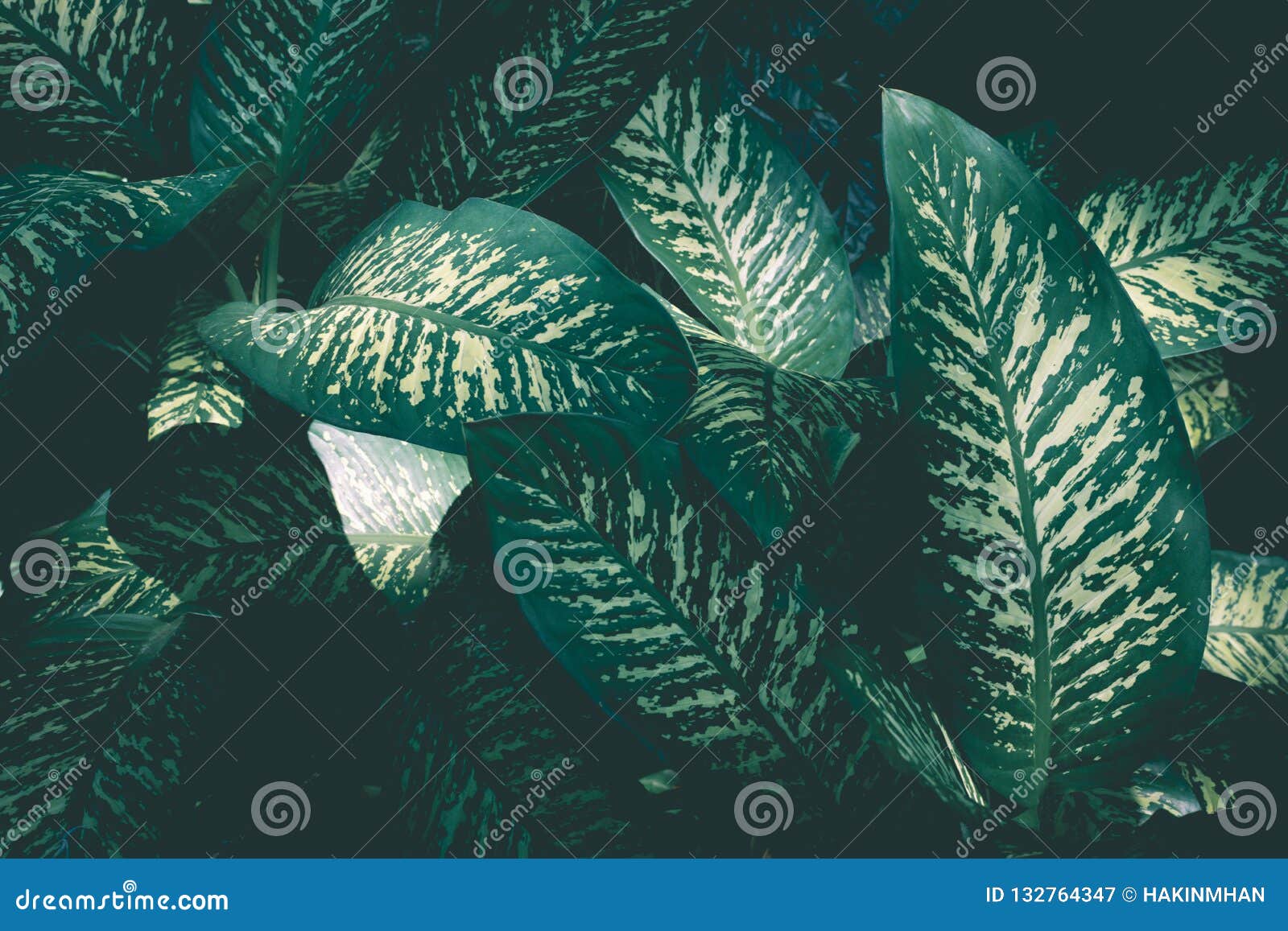 Beautiful Greenery Leaf in Forest.nature Background Ideas Stock Image ...