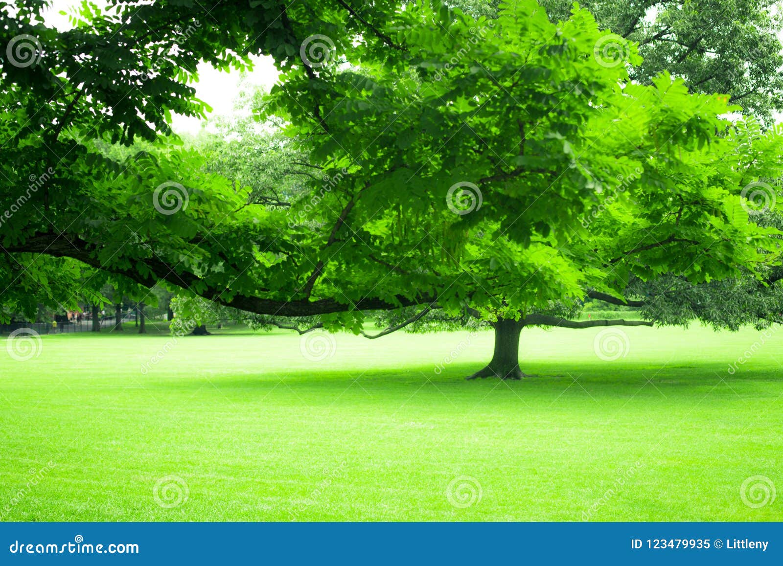 Summer Tree and Green Grass Stock Image - Image of summer, nature ...