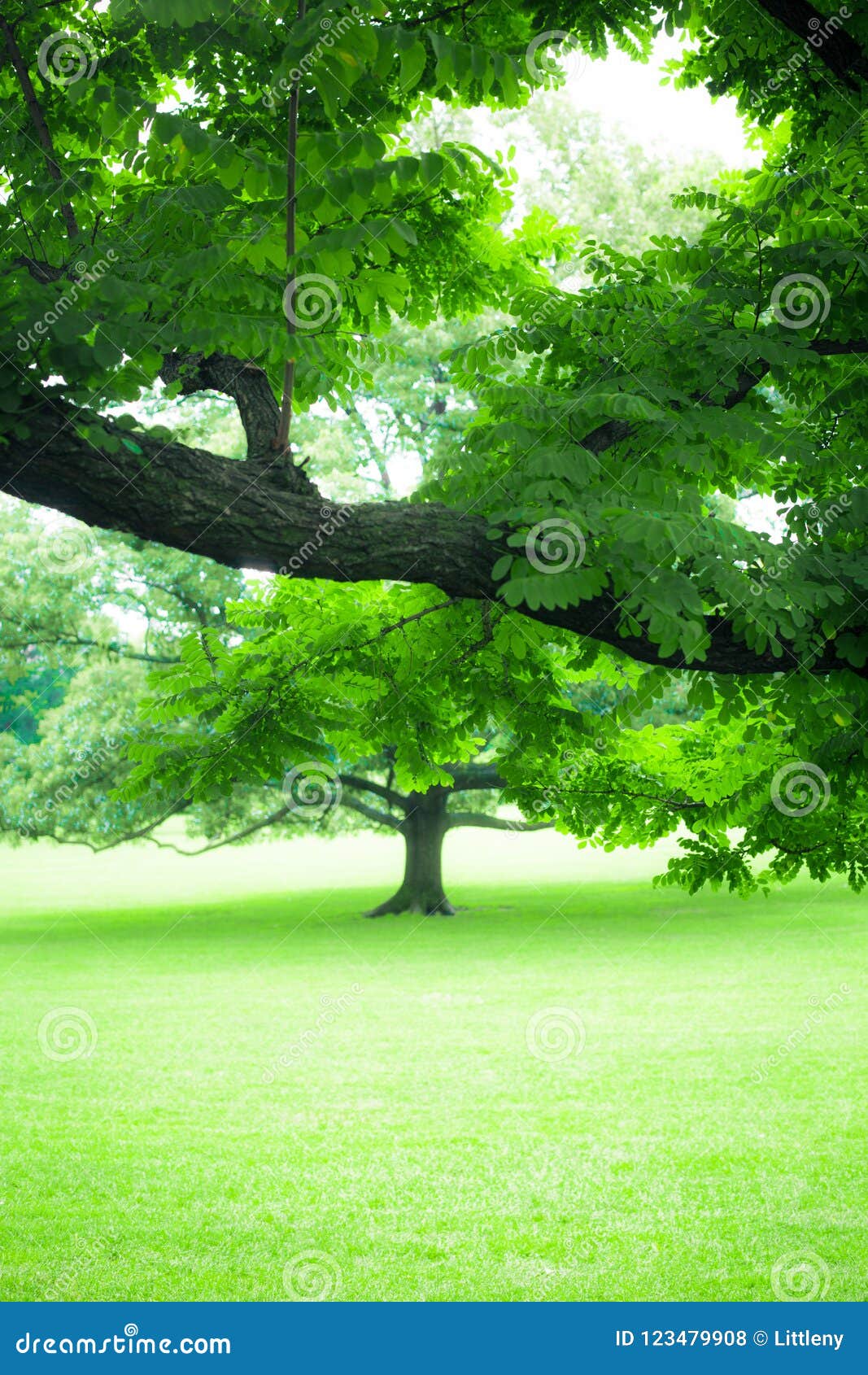 Summer Tree and Green Grass Stock Photo - Image of beautiful, lush ...