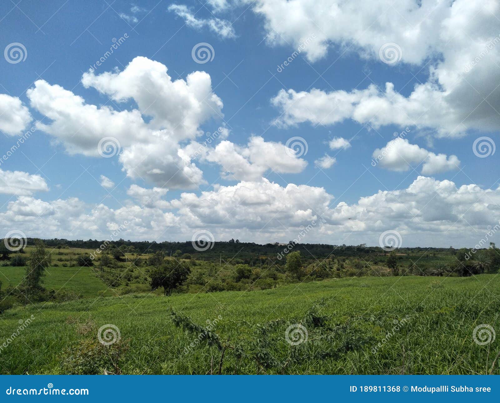 Beautiful Greenery nature stock photo. Image of pasture - 189811368
