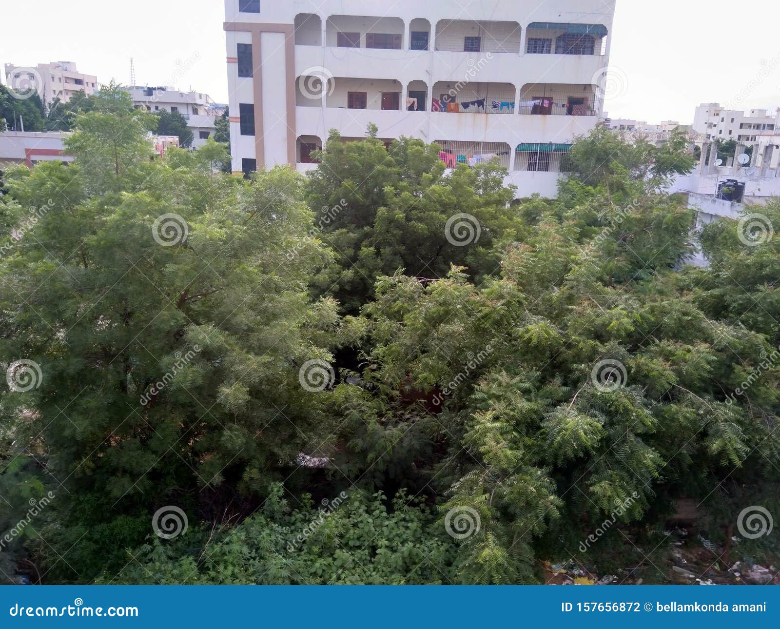Beautiful Greenery of Neem Trees in Front of the House Stock Photo ...