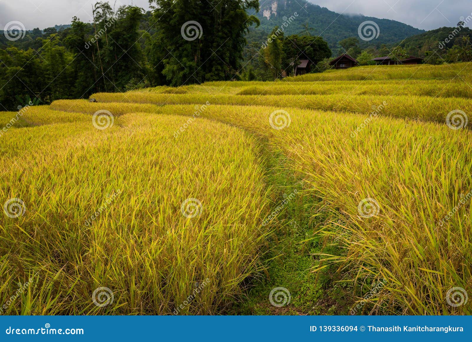 Beautiful Greenery Rice Field from Mountain View Stock Photo - Image of ...