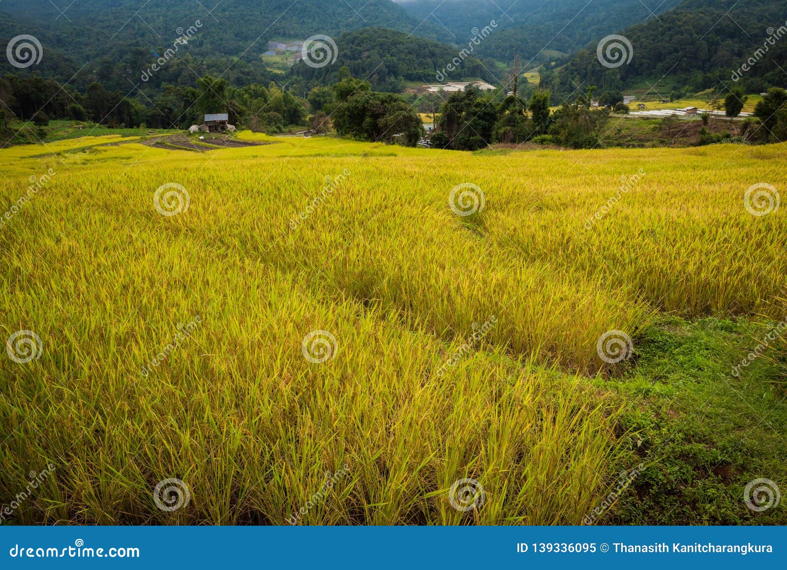Beautiful Greenery Rice Field from Mountain View Stock Image - Image of ...