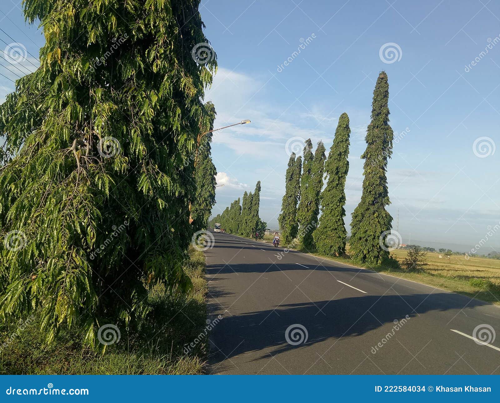 Beautiful Greenery by the Roadside Stock Photo - Image of beautiful ...