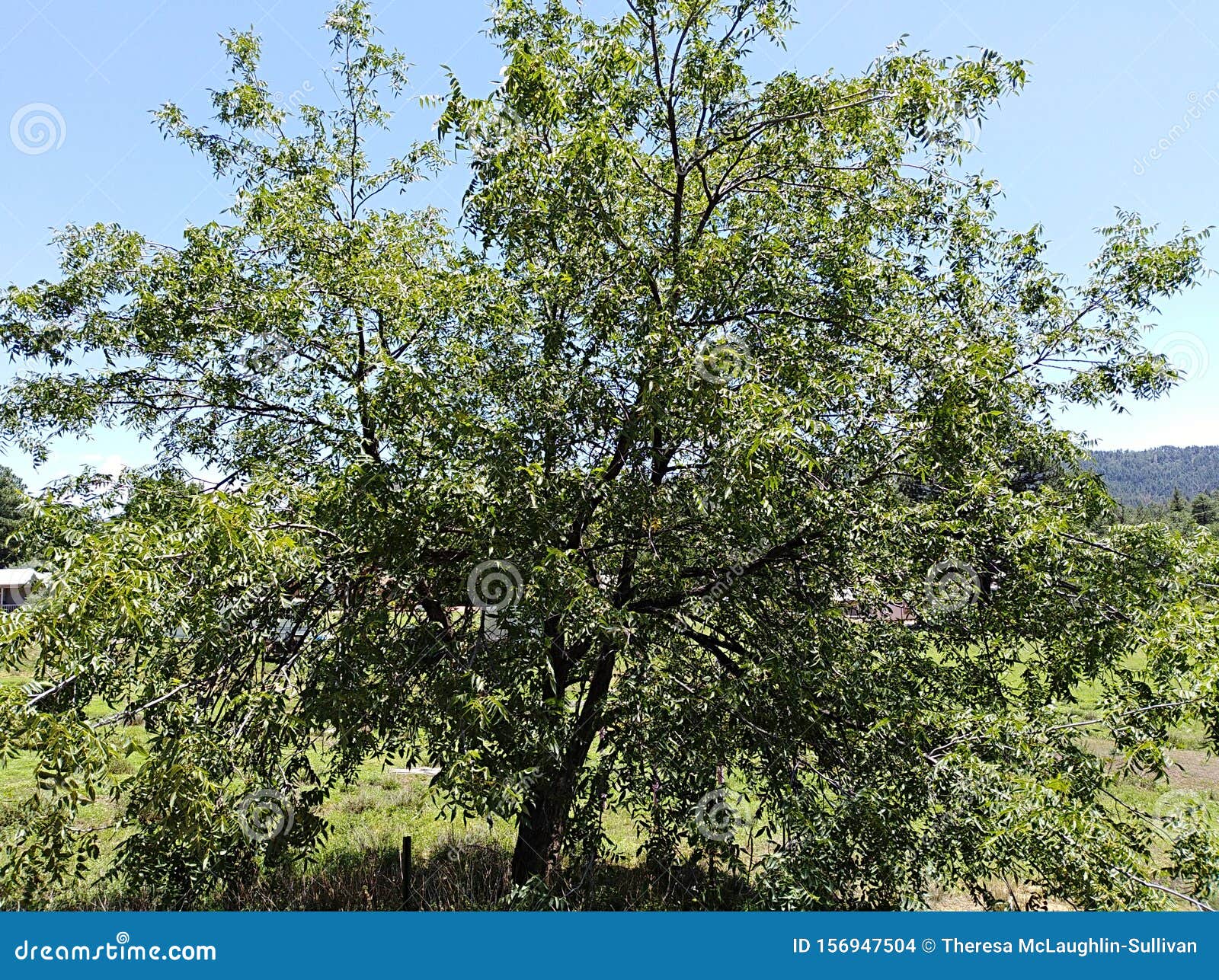 Beautiful Greenery in the Trees Stock Photo - Image of greenery, forest ...