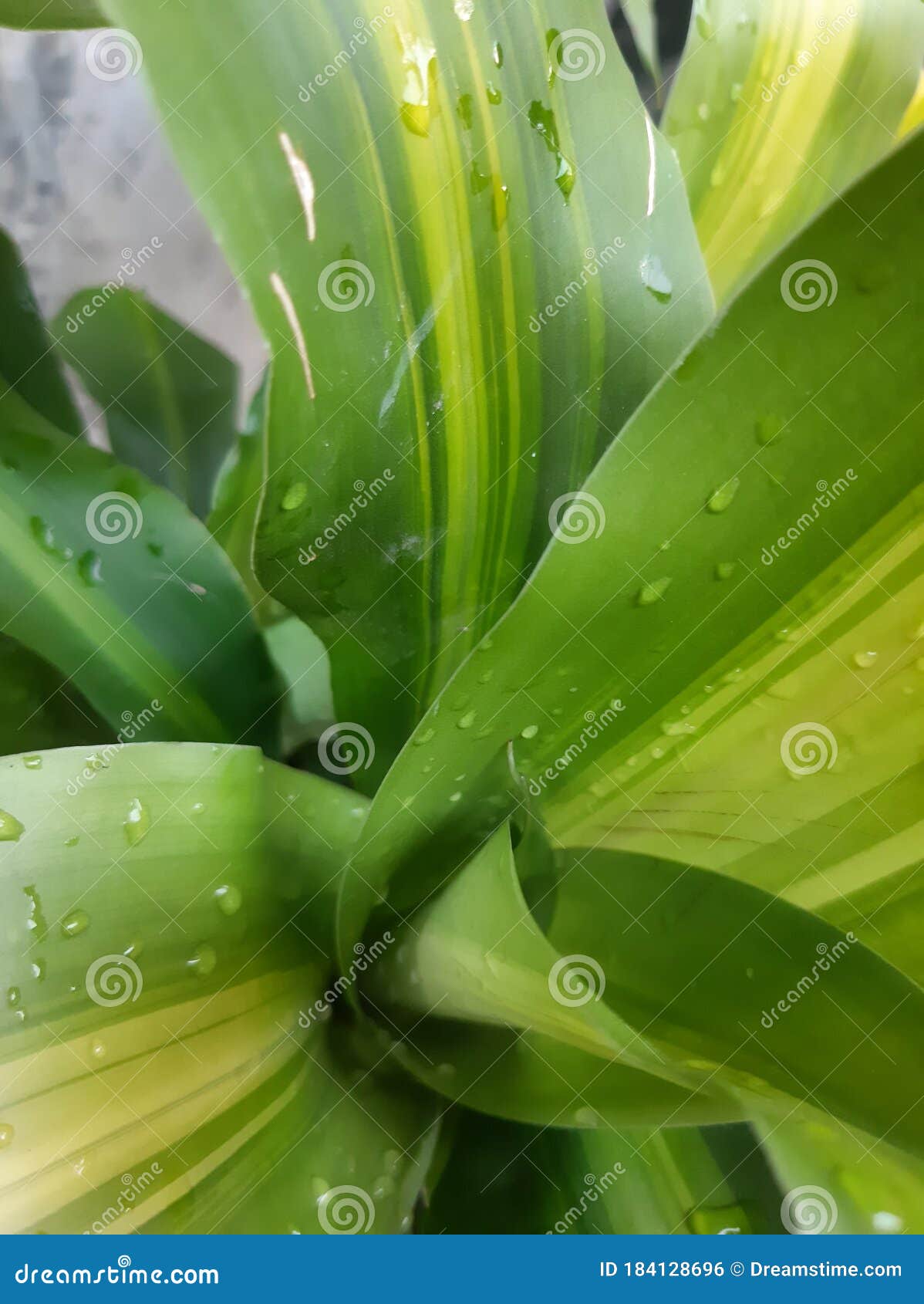 Beautiful Greeny White Eustoma Flower On Pink Background Stock ...