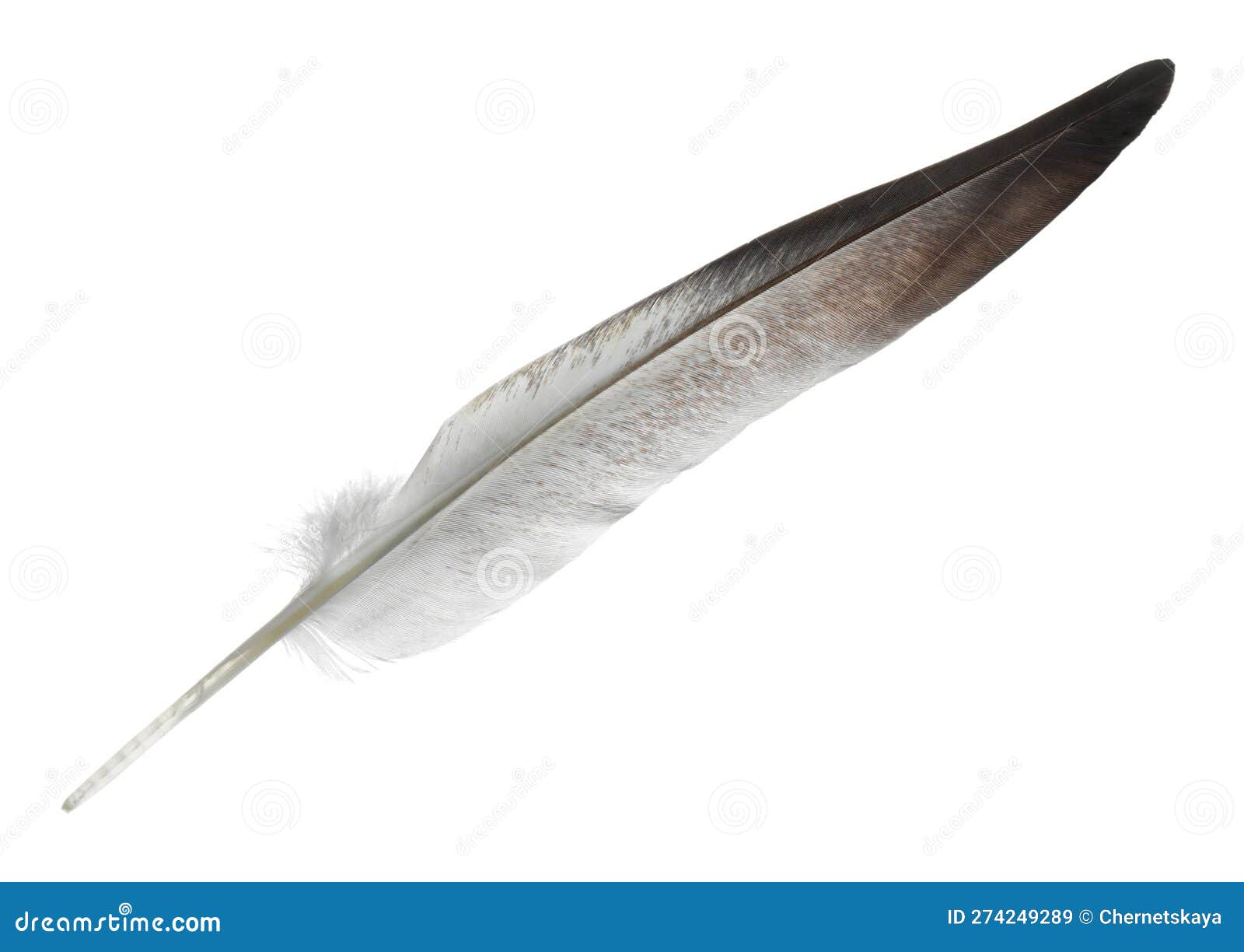 Beautiful Grey Bird Feather Isolated on White Stock Image - Image of ...