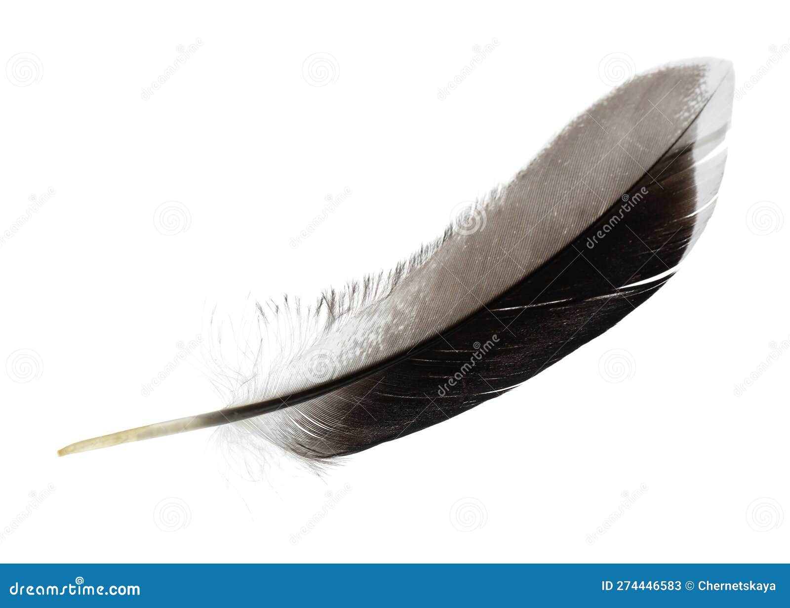 Beautiful Grey Bird Feather Isolated on White Stock Image - Image of ...