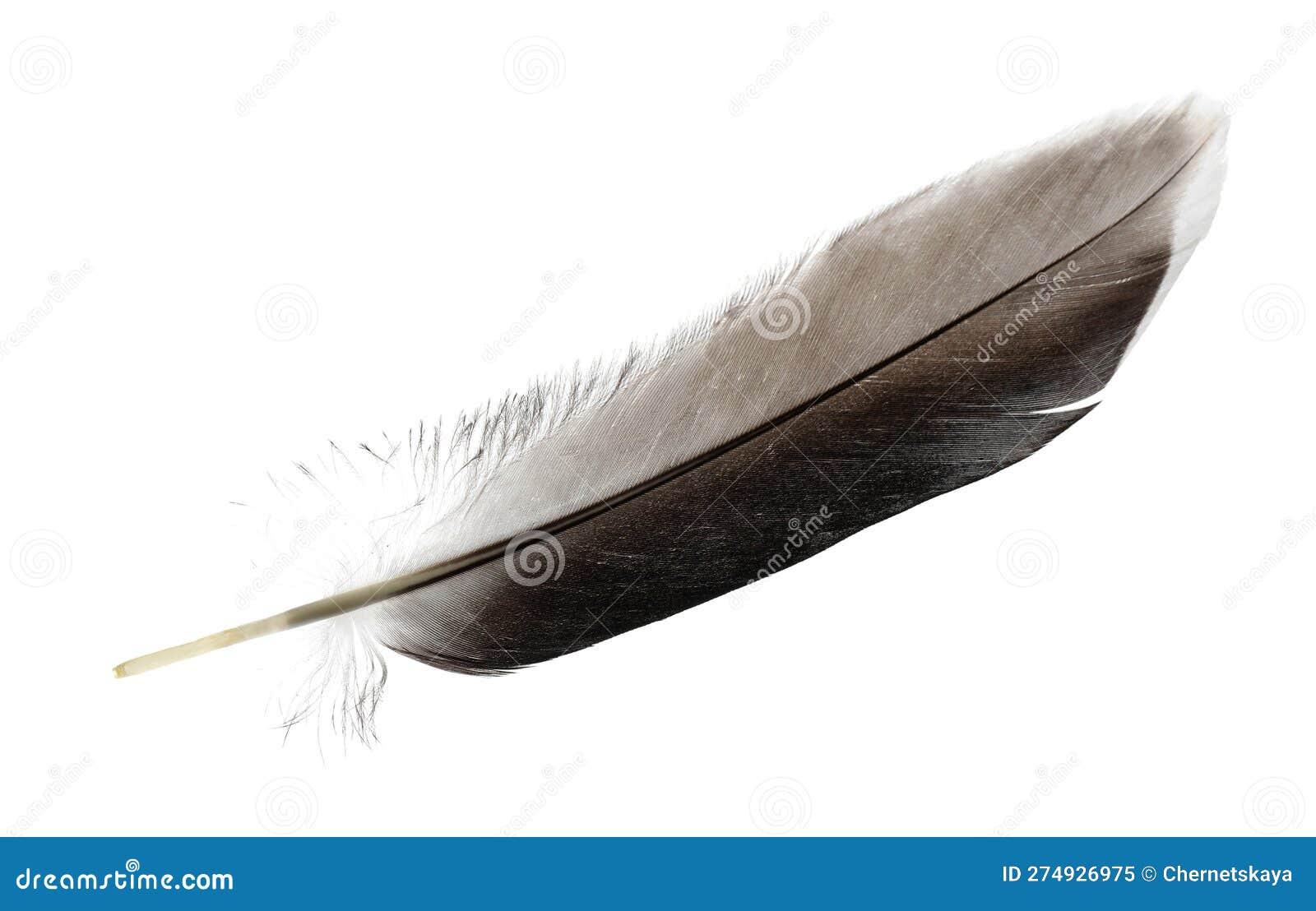 Beautiful Grey Bird Feather Isolated on White Stock Image - Image of ...