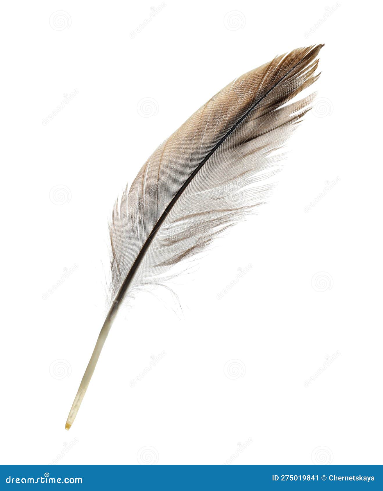 Beautiful Grey Bird Feather Isolated on White Stock Image - Image of ...