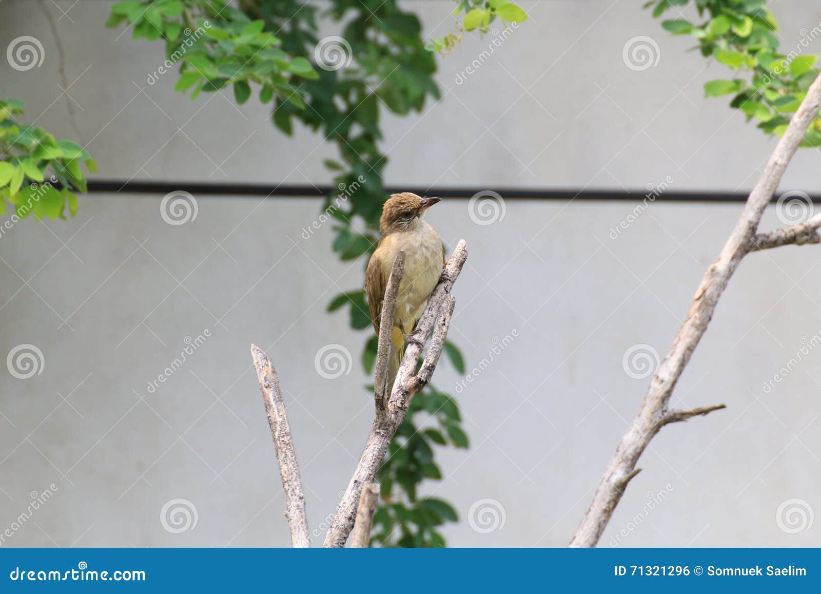Beautiful Grey Bird Perching on Branches Stock Photo - Image of small ...