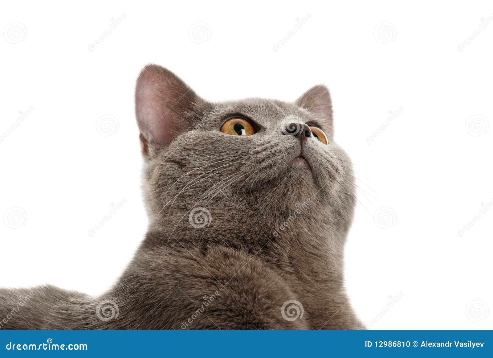 The beautiful grey cat stock photo. Image of feline, pedigreed - 12986810