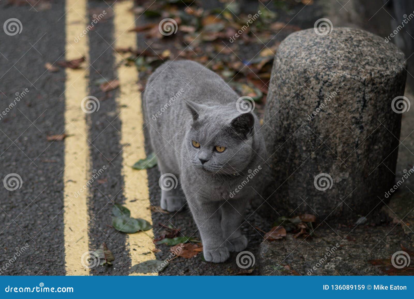 Beautiful grey cat stock image. Image of white, expression - 136089159